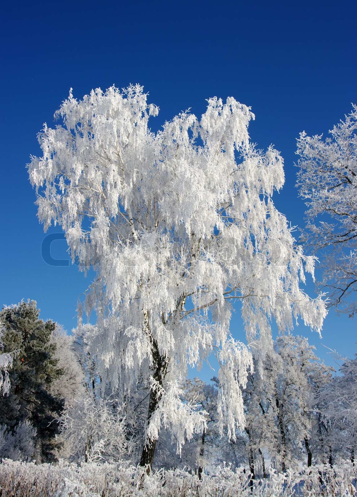 Frosted trees | Stock image | Colourbox
