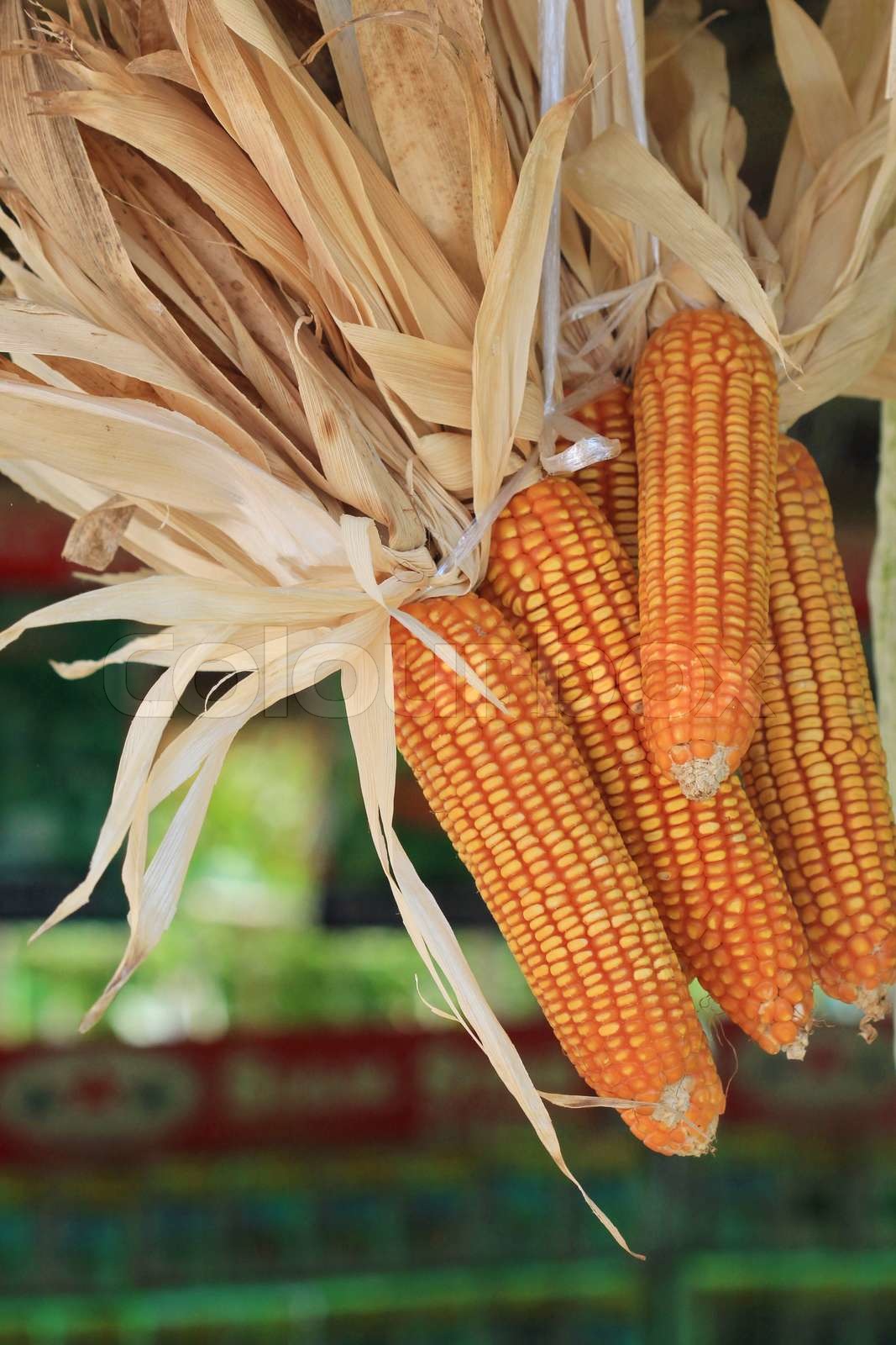 Corn drying hang on roof | Stock image | Colourbox