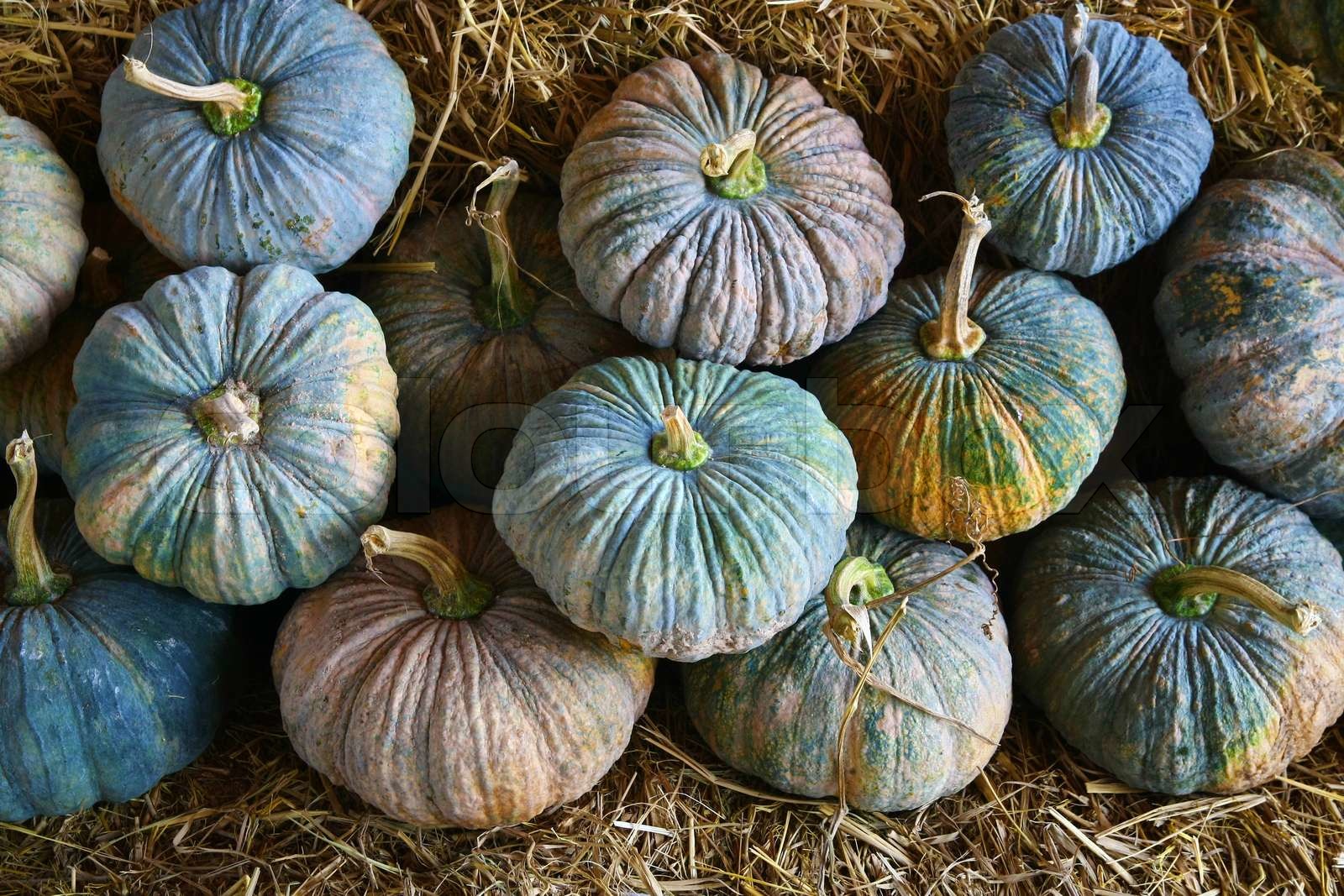dry pumpkin in farm Thailand | Stock image | Colourbox