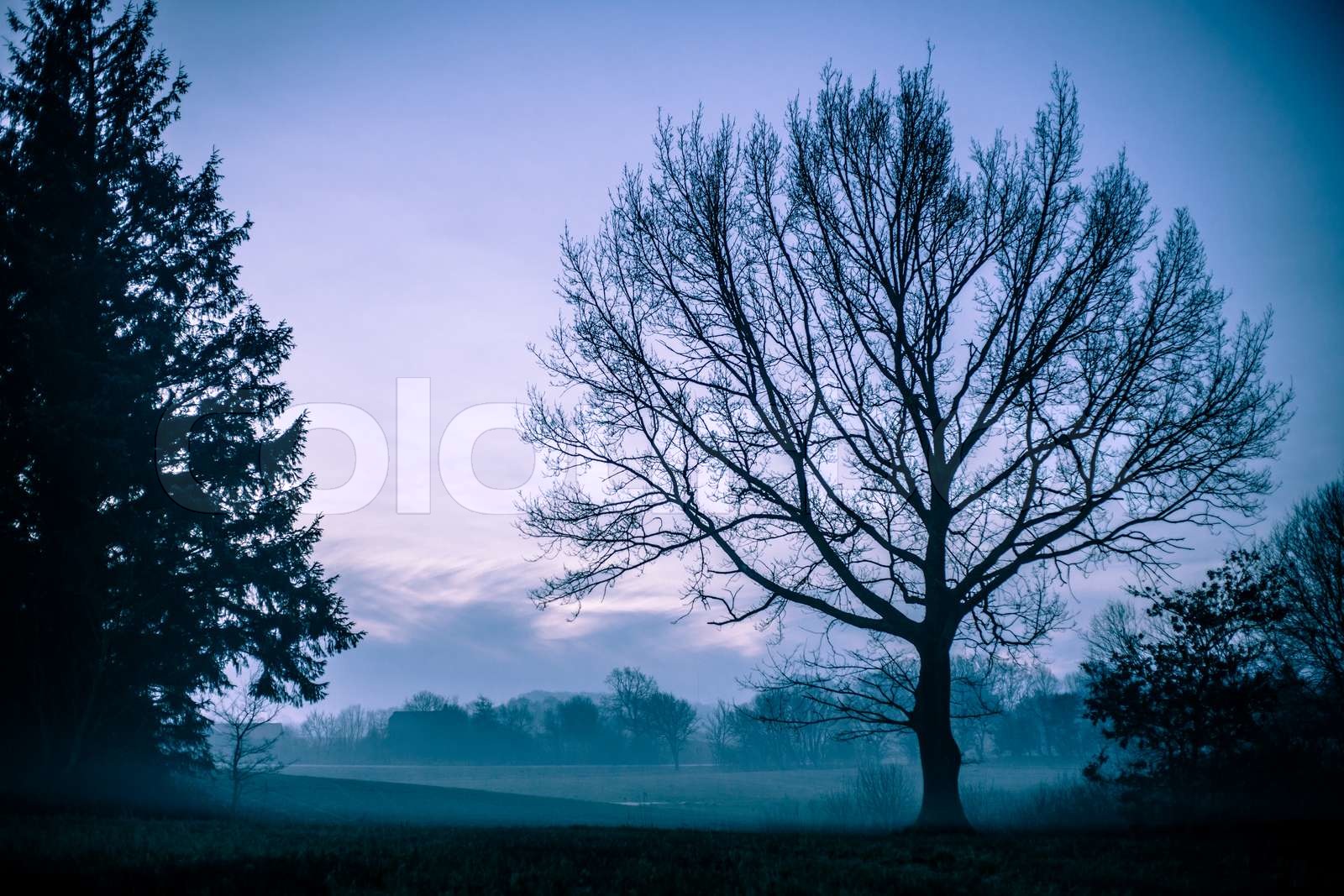 Tree silhouette in mist | Stock image | Colourbox