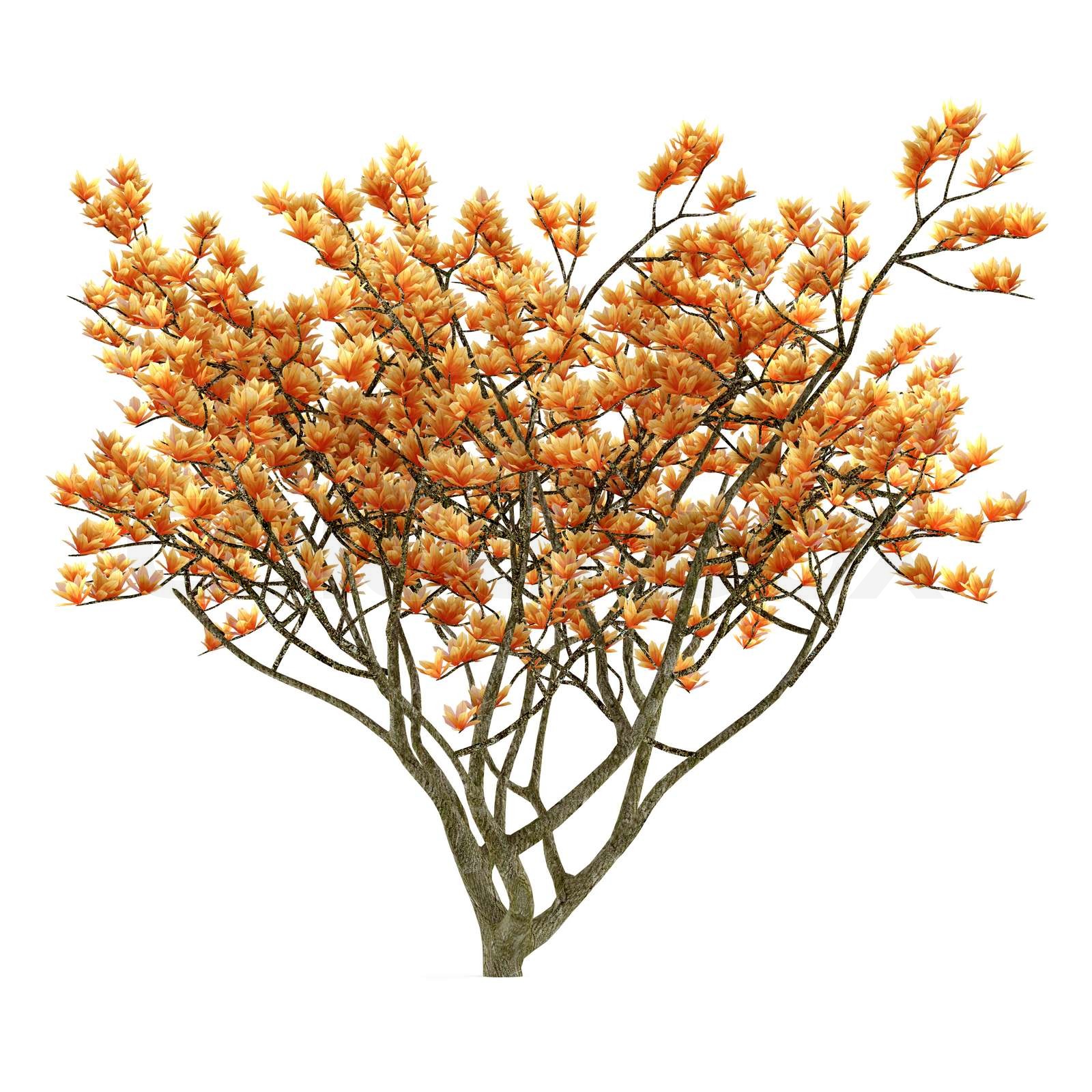 Exotic flower tree isolated. | Stock image | Colourbox