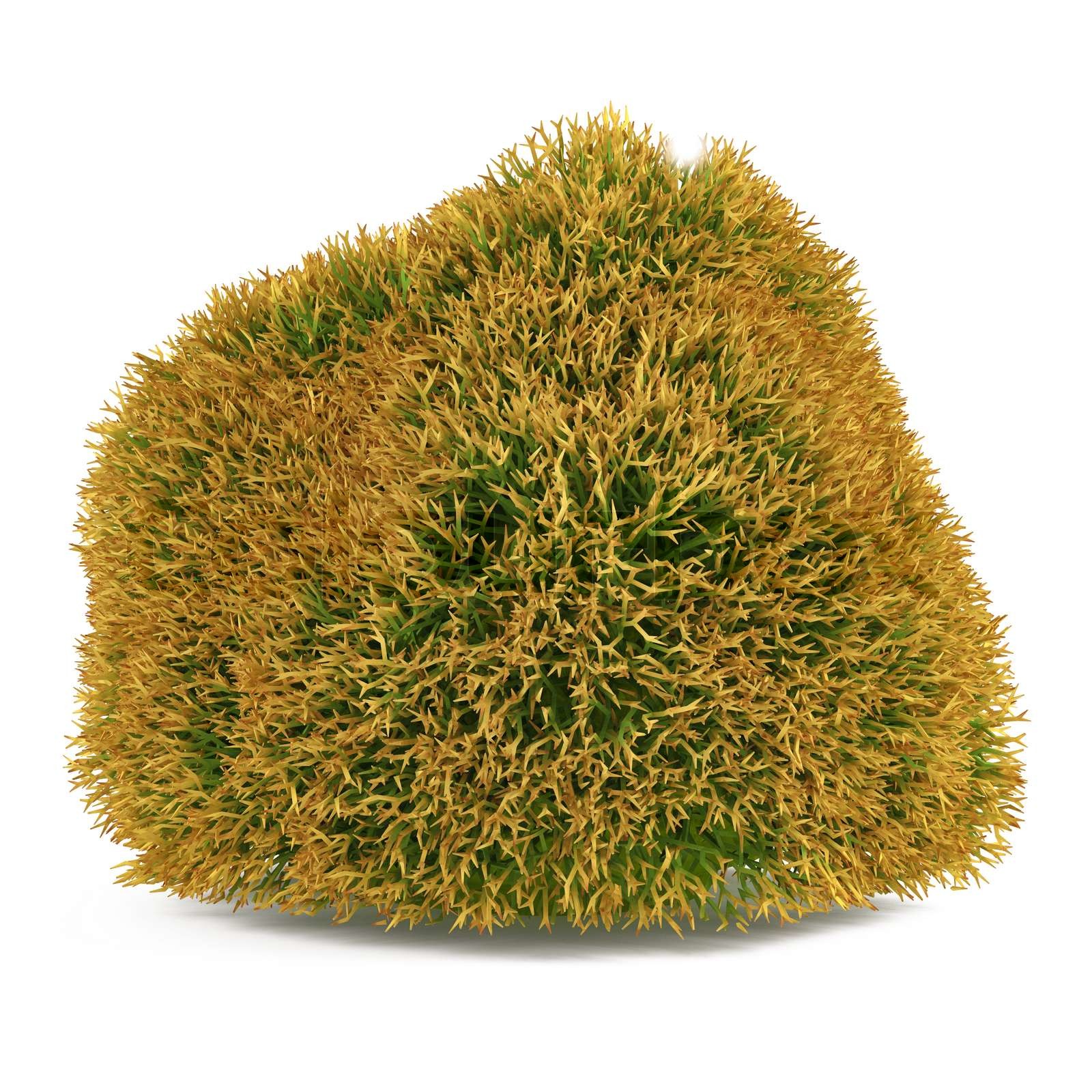 exotic bush isolated. | Stock image | Colourbox