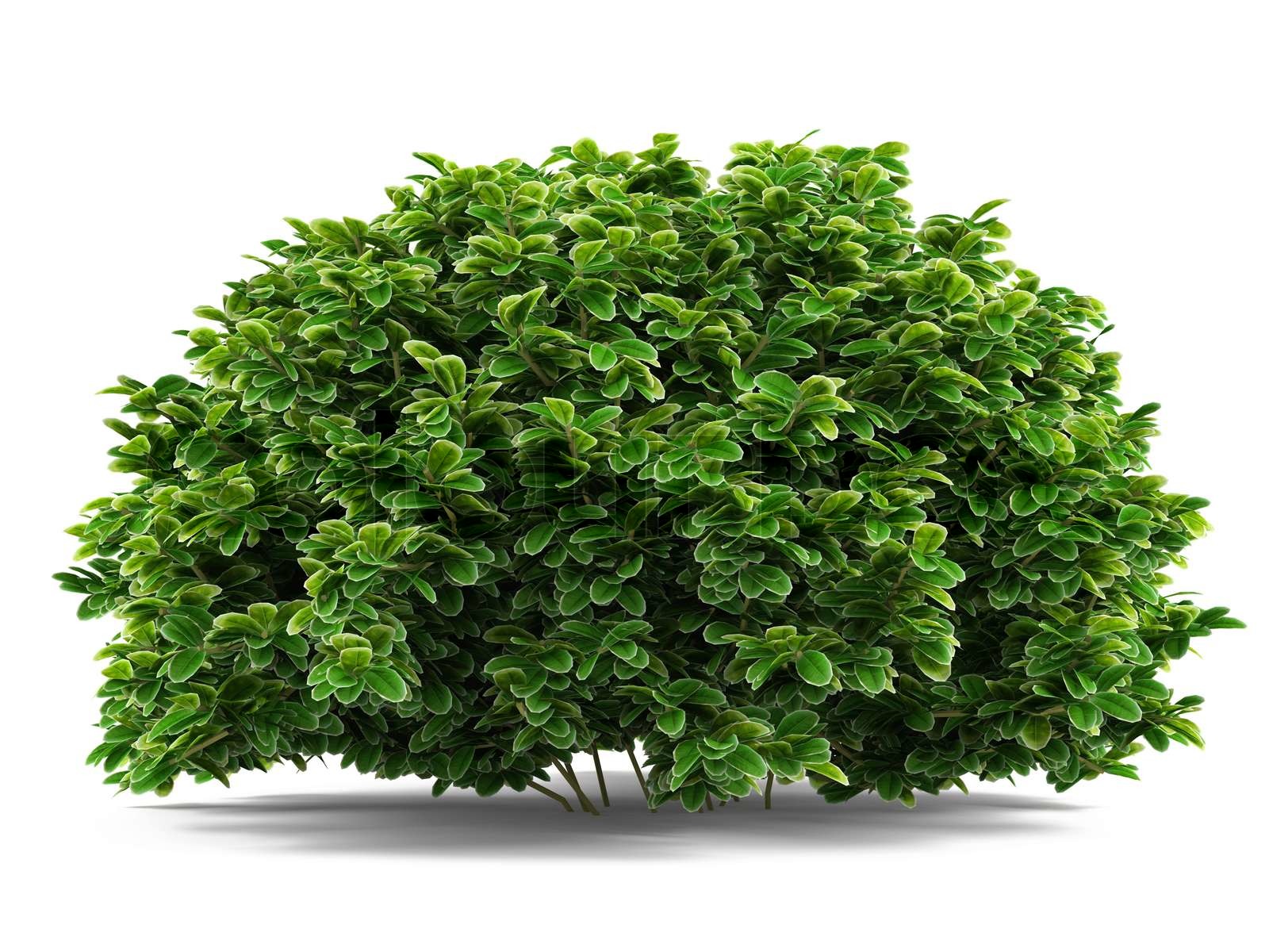 Bush Plant