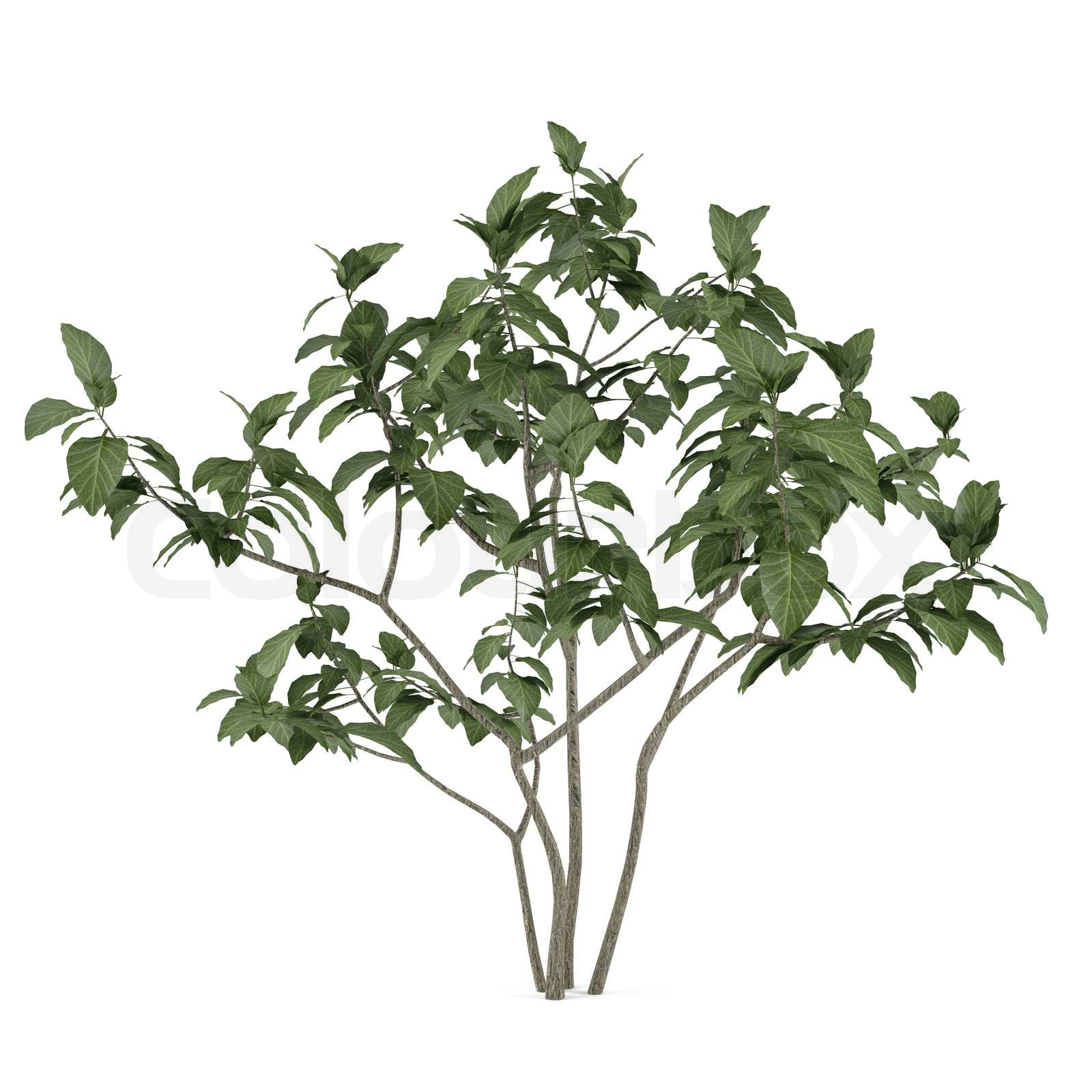 Exotic plant tree isolated | Stock image | Colourbox