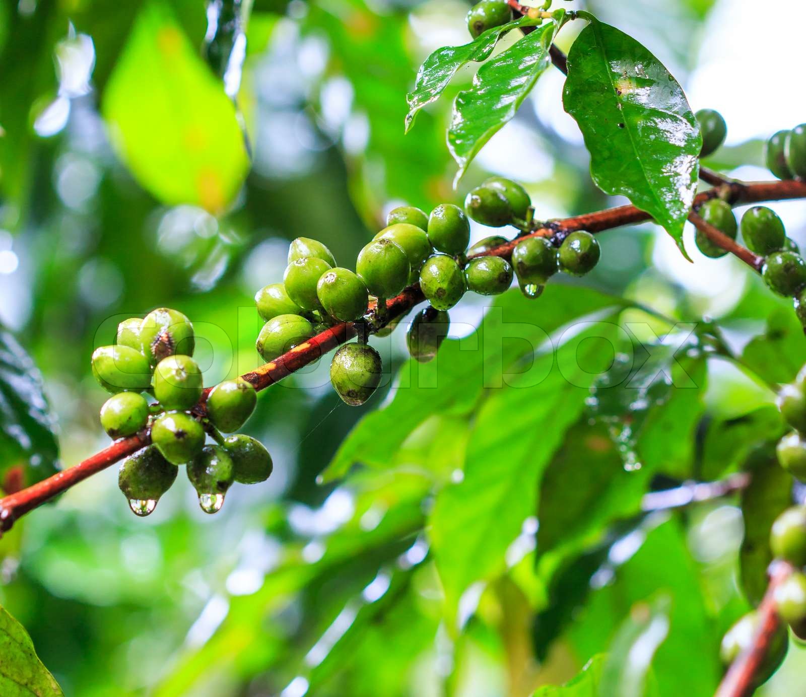 Fresh coffee beans or Coffee beans on tree in farm on tree at Doi ...