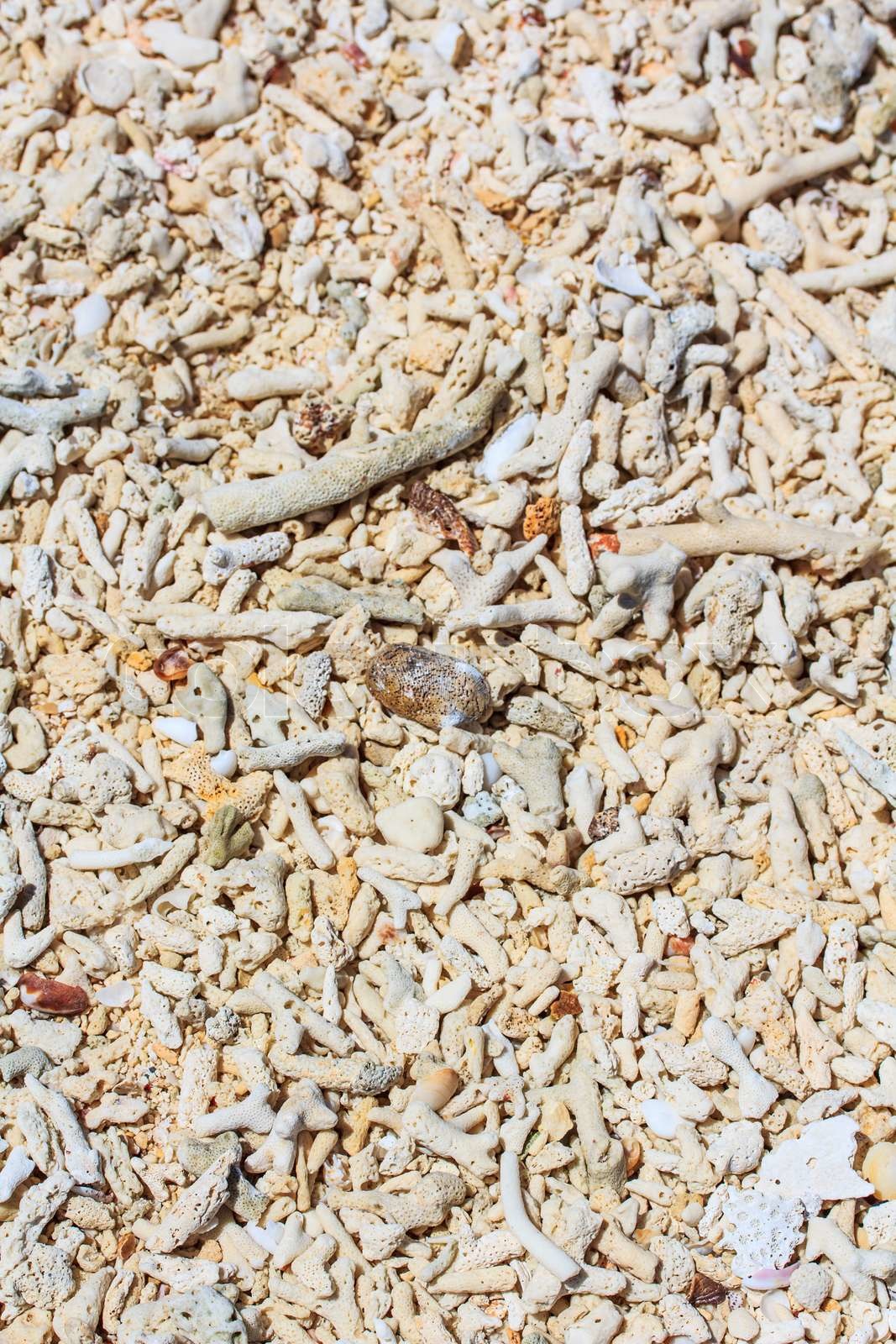 Ocean Shells, Conch Shells, Corals Pieces and Pebbles as Background ...