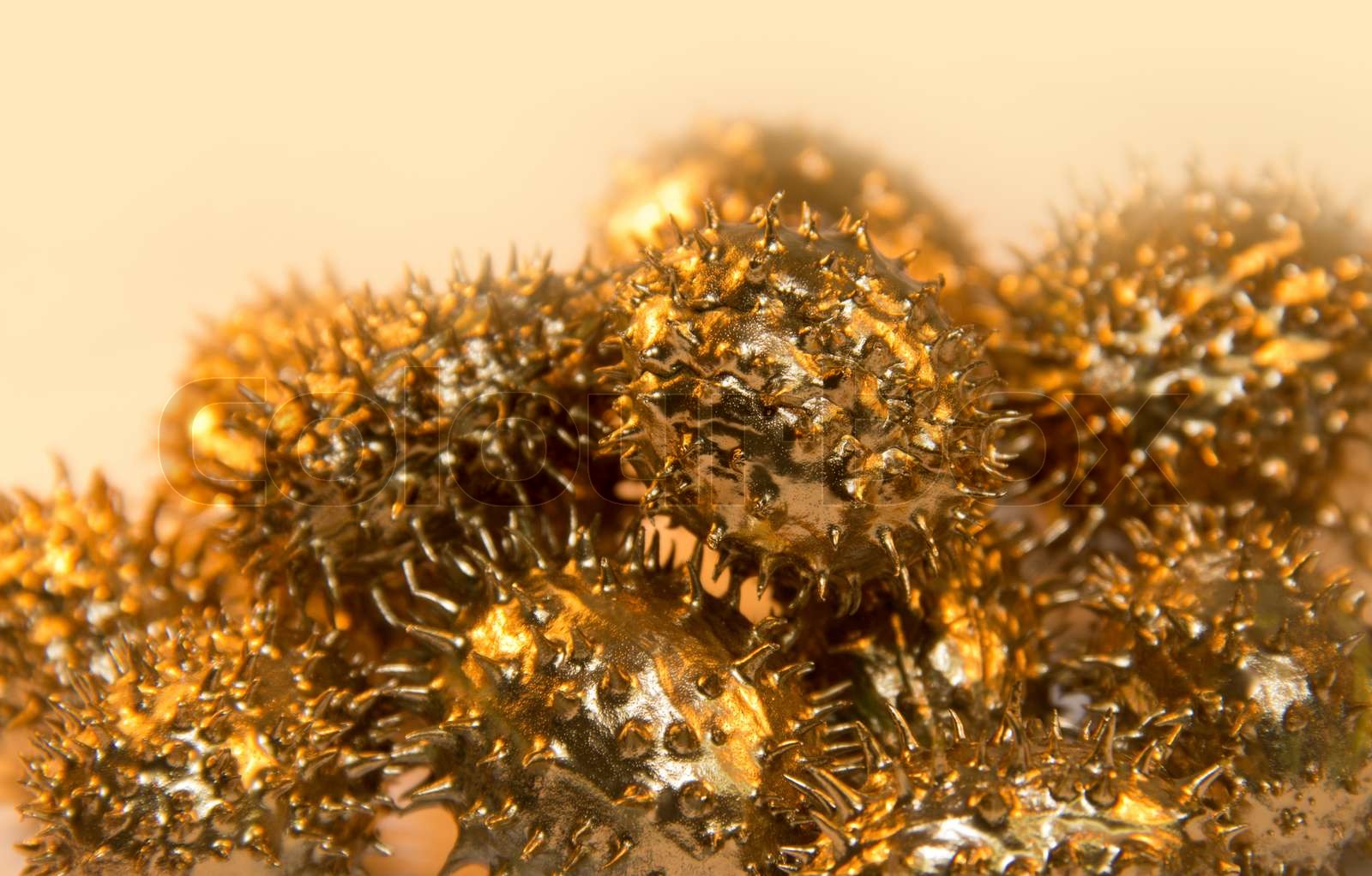 golden prickly cucumber fruits | Stock image | Colourbox