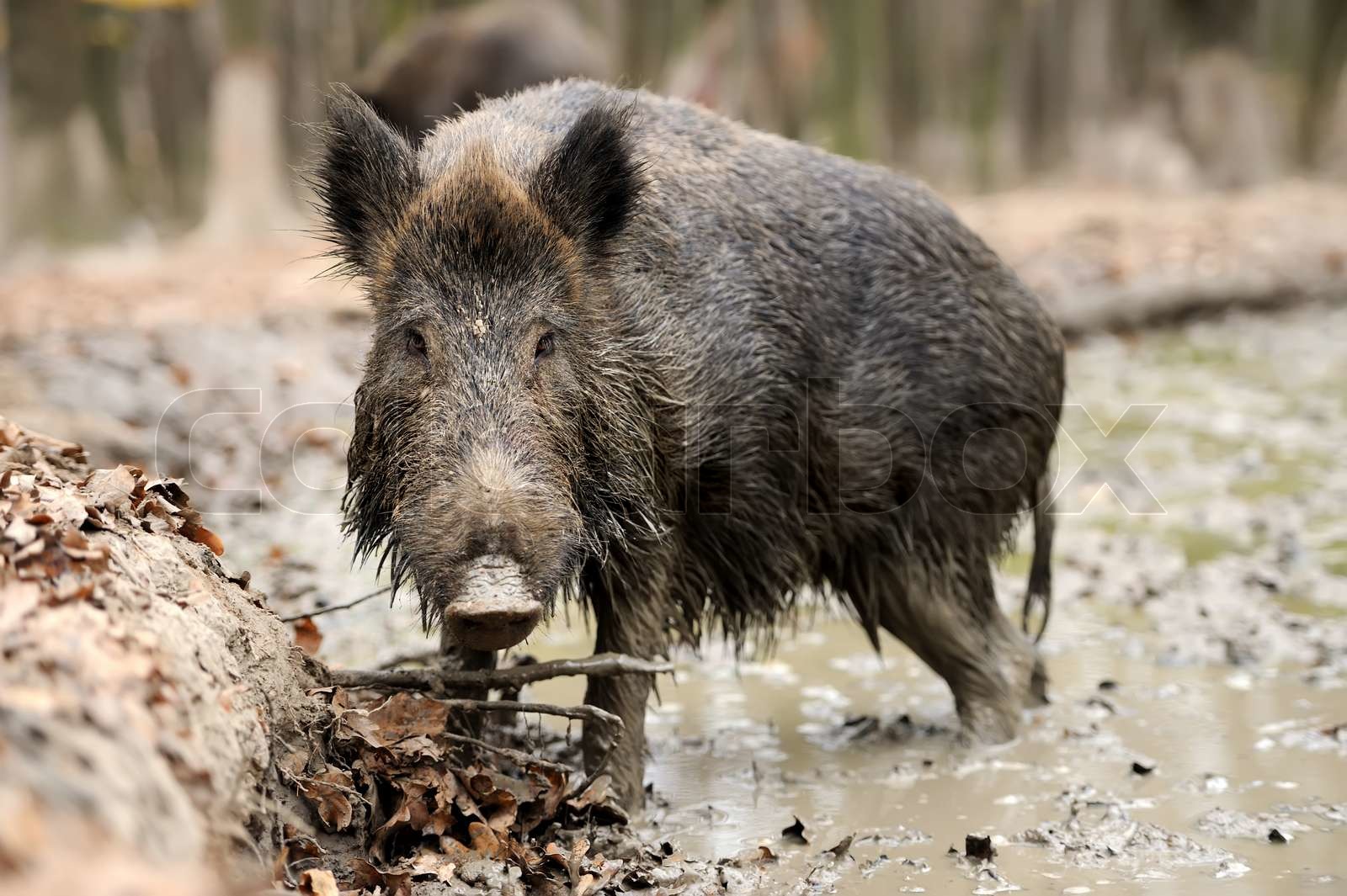 Wild boar | Stock image | Colourbox