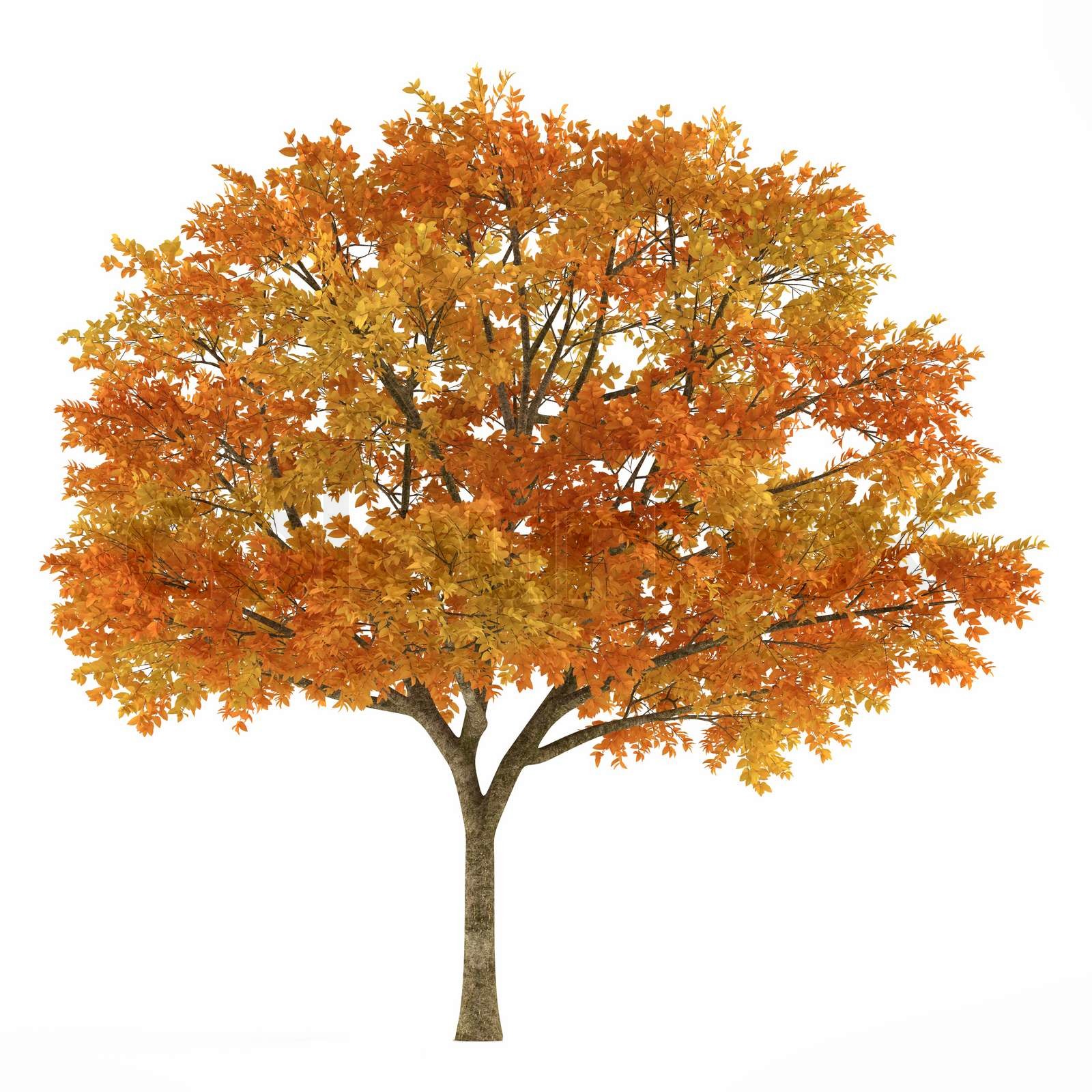 autumn tree | Stock image | Colourbox