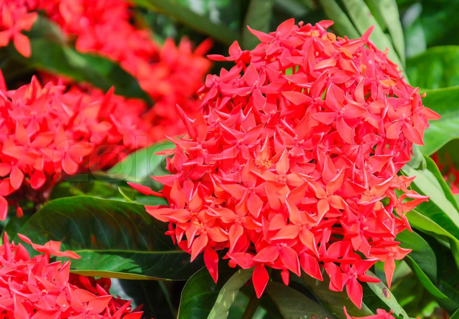 Rubiaceae | Stock image | Colourbox