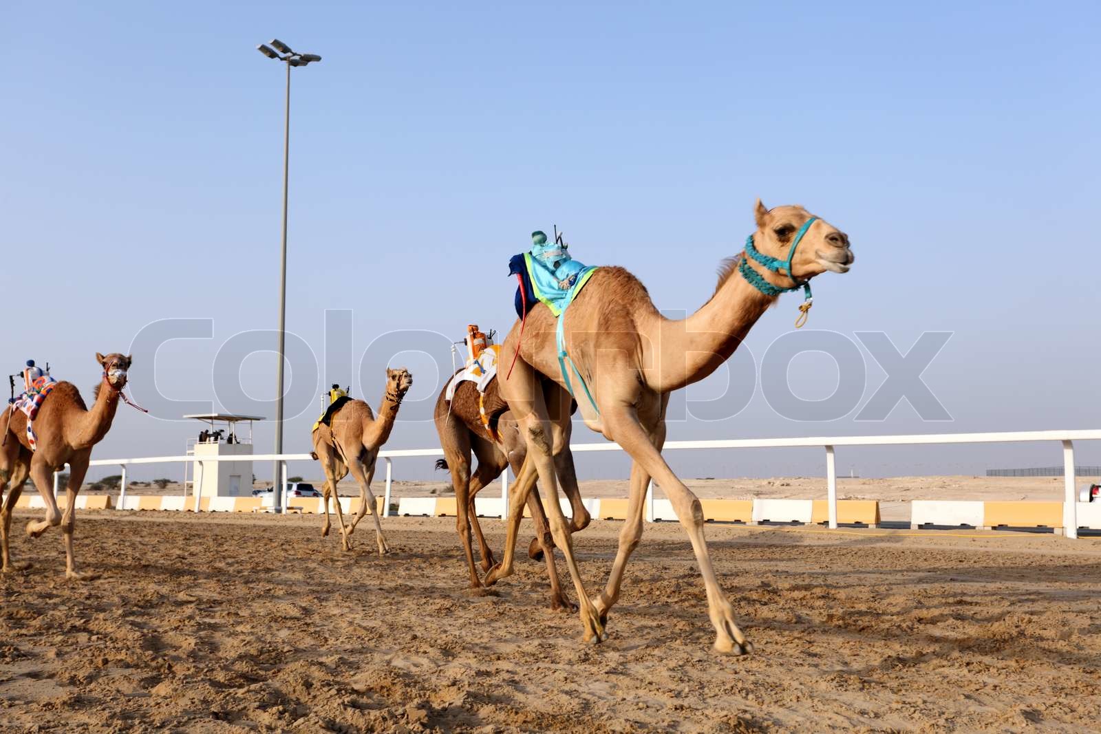 Camel race in Qatar, Middle East | Stock image | Colourbox