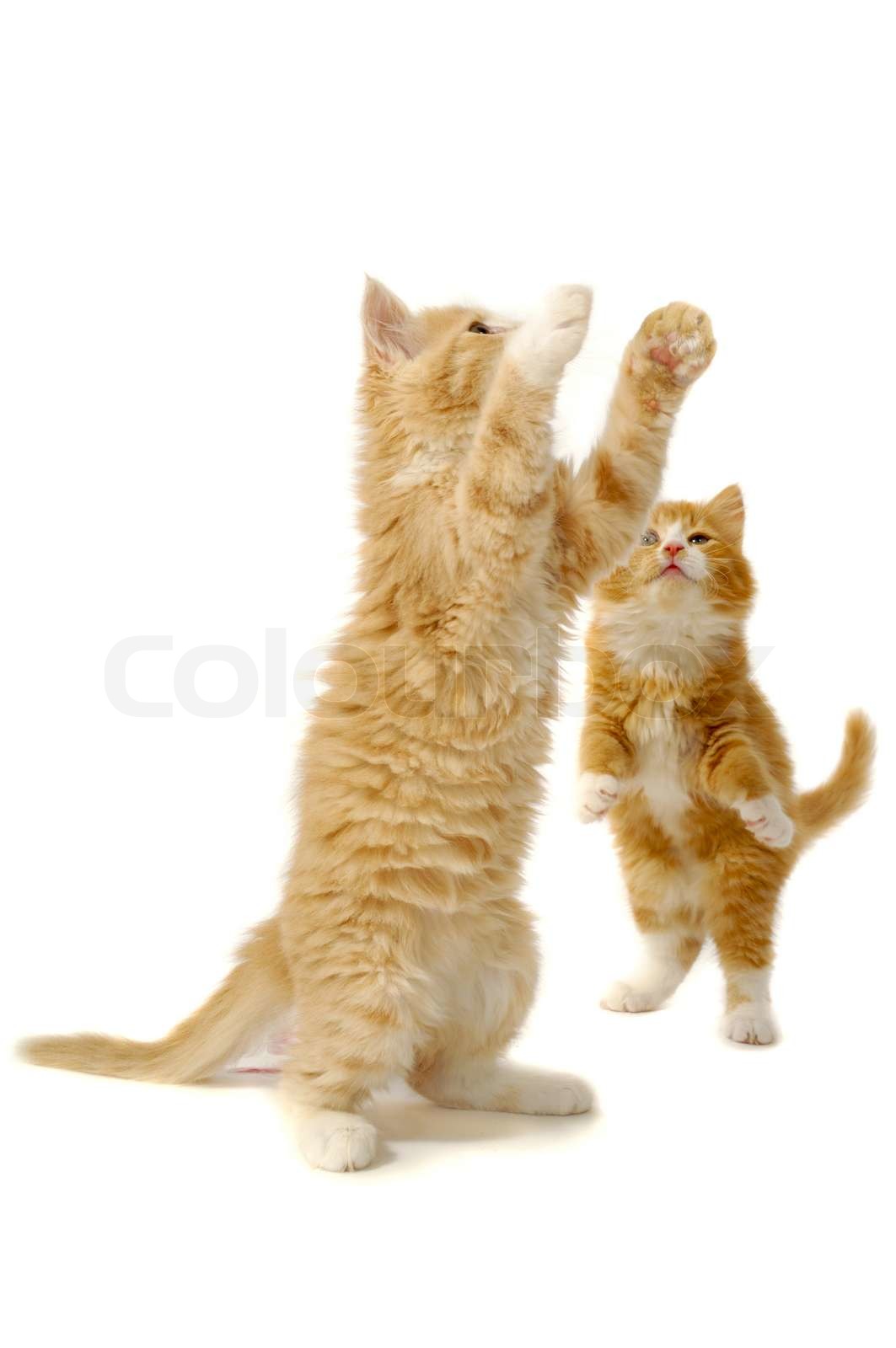 Playing kittens | Stock image | Colourbox