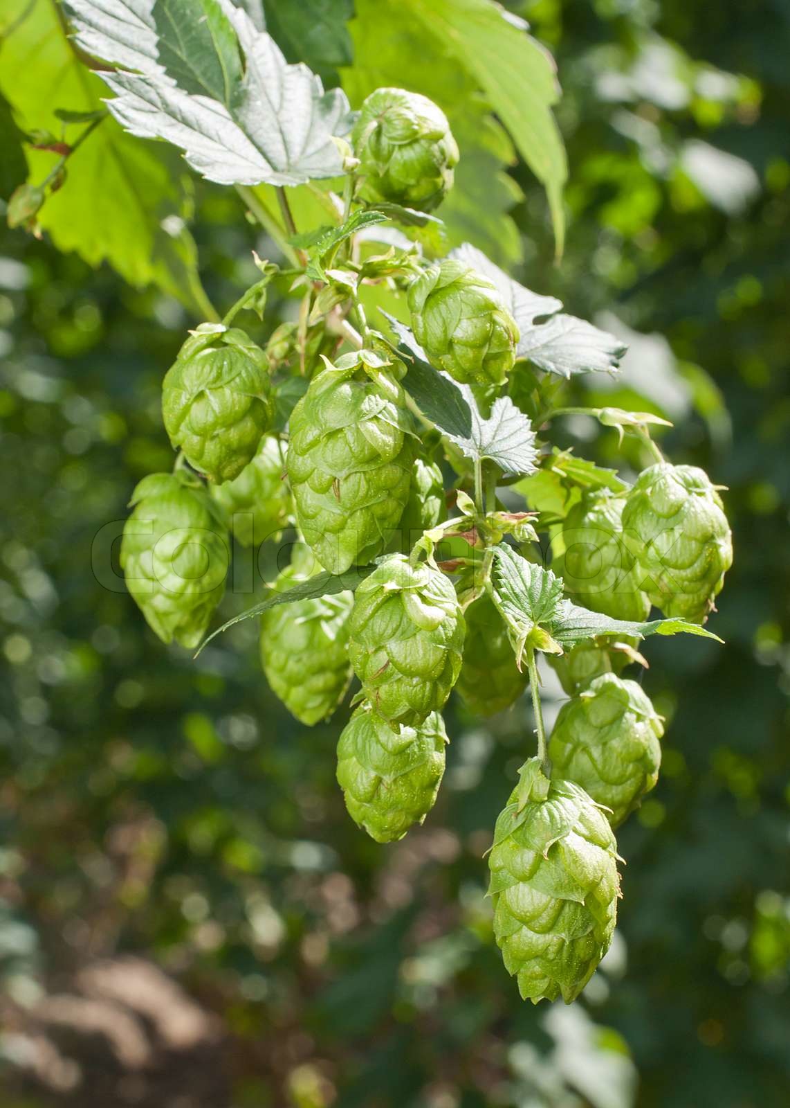 hops | Stock image | Colourbox