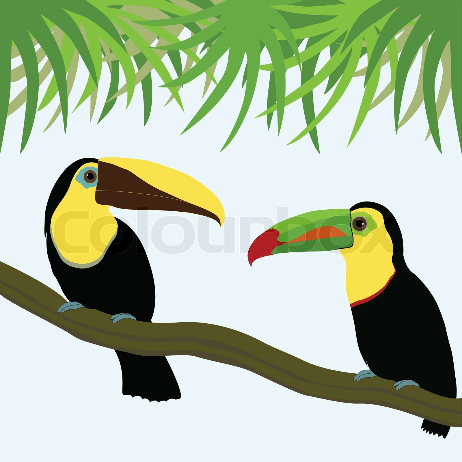 Pair of tucano | Stock vector | Colourbox