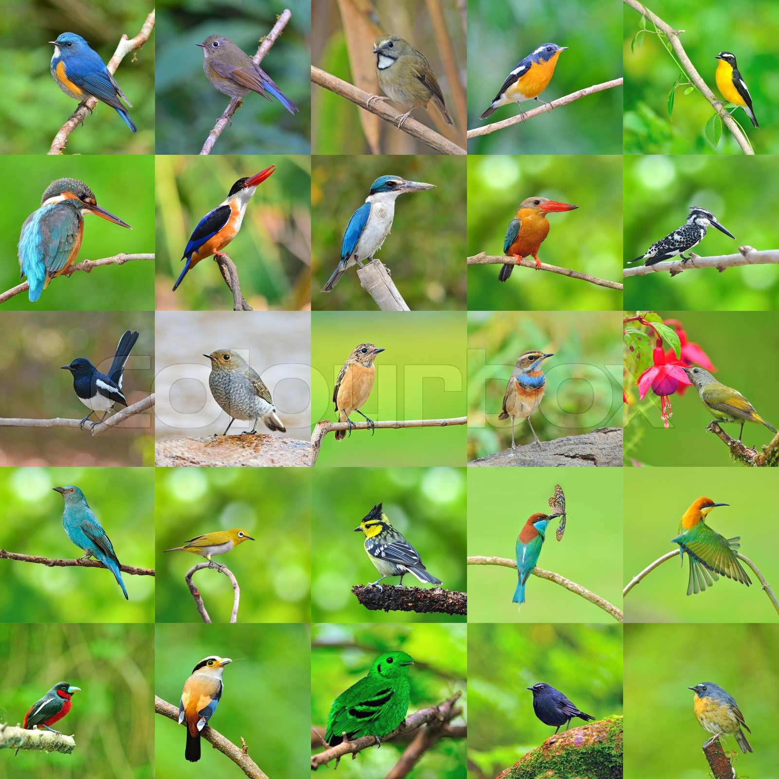 collection of birds | Stock image | Colourbox
