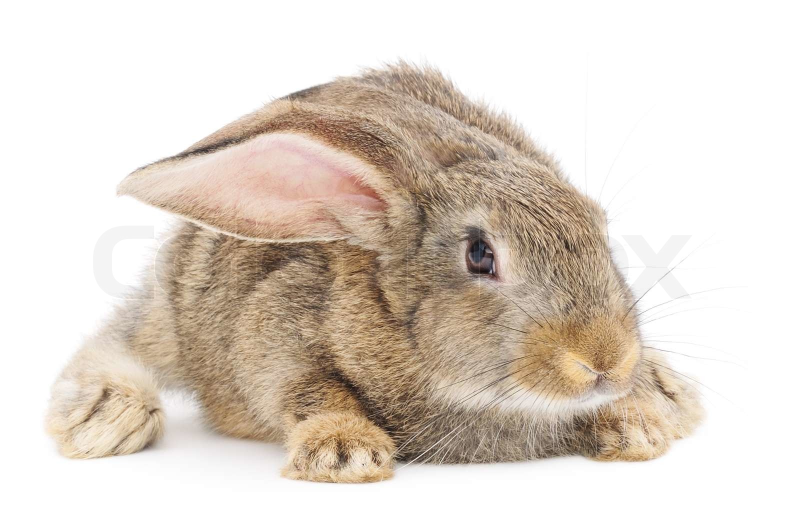 Rabbit | Stock image | Colourbox