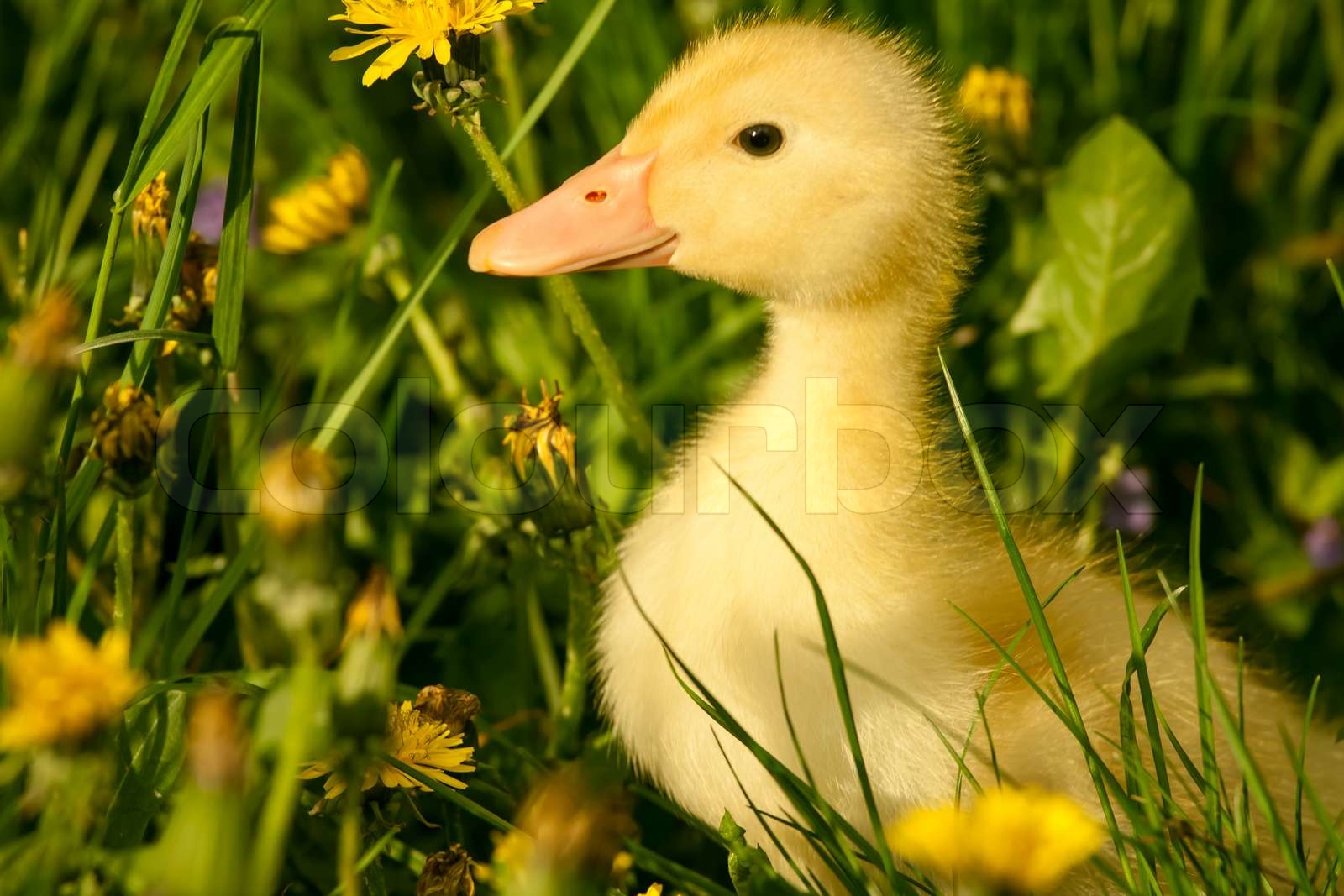 Small duckling | Stock image | Colourbox