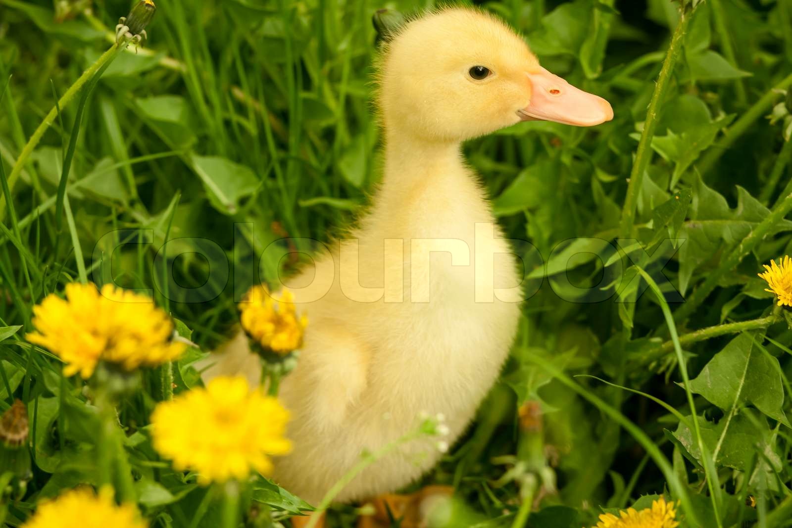 Small duckling | Stock image | Colourbox