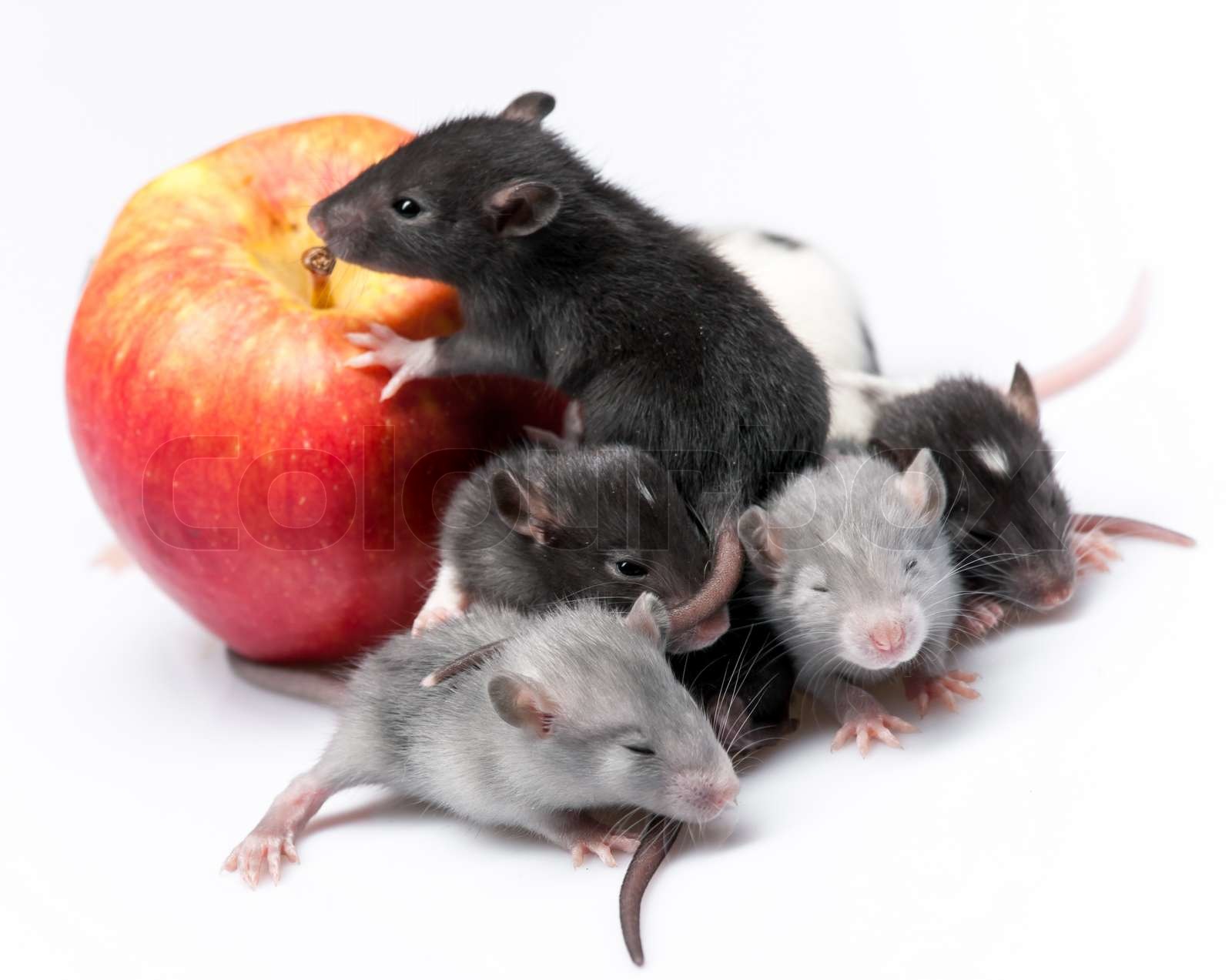 cute baby rats | Stock image | Colourbox