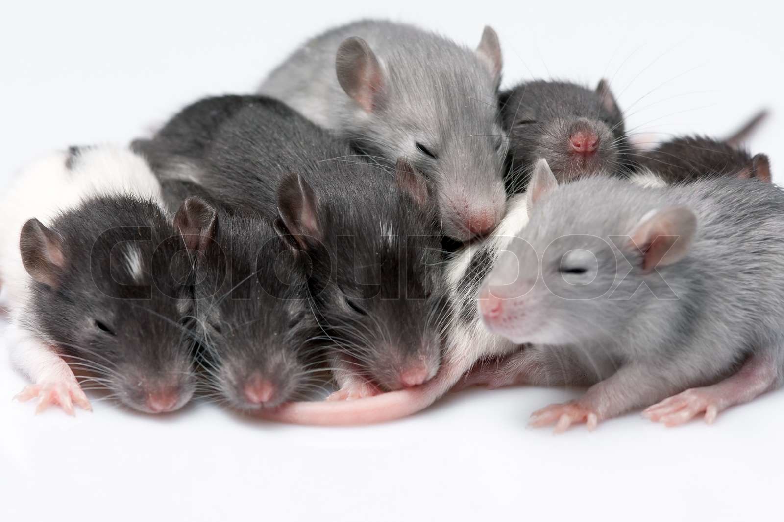 cute baby rats | Stock image | Colourbox