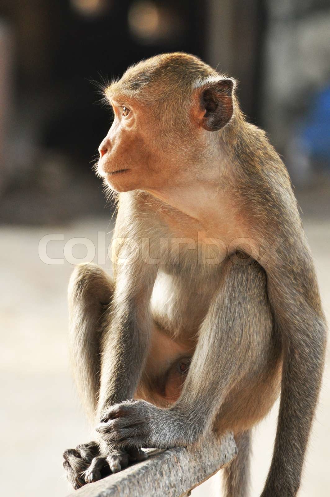 Monkey | Stock image | Colourbox
