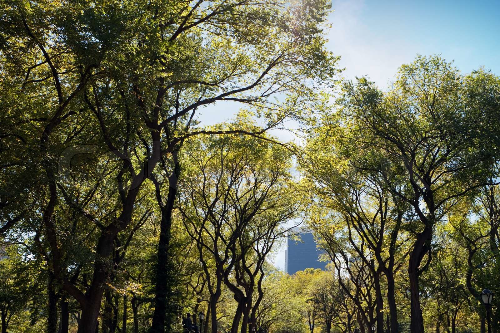 NYC Central Park Trees | Stock image | Colourbox