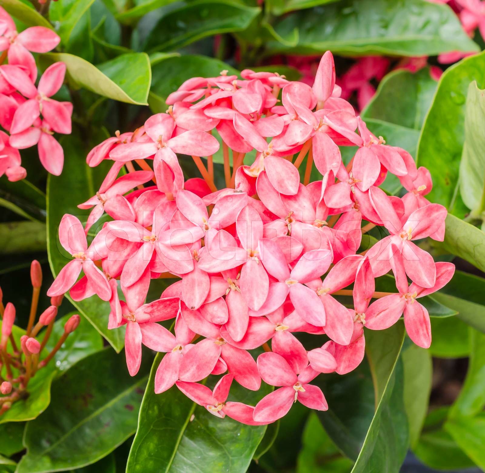 Rubiaceae | Stock image | Colourbox