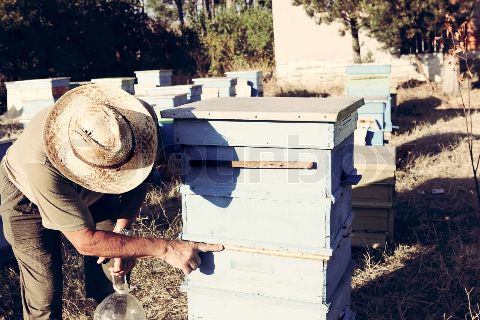 Beekeeper | Stock image | Colourbox