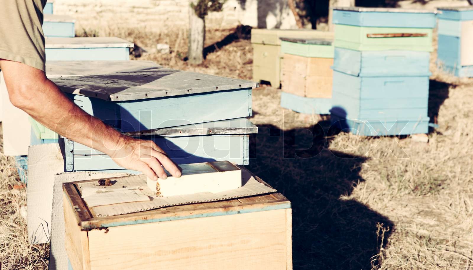 Beekeeper | Stock image | Colourbox