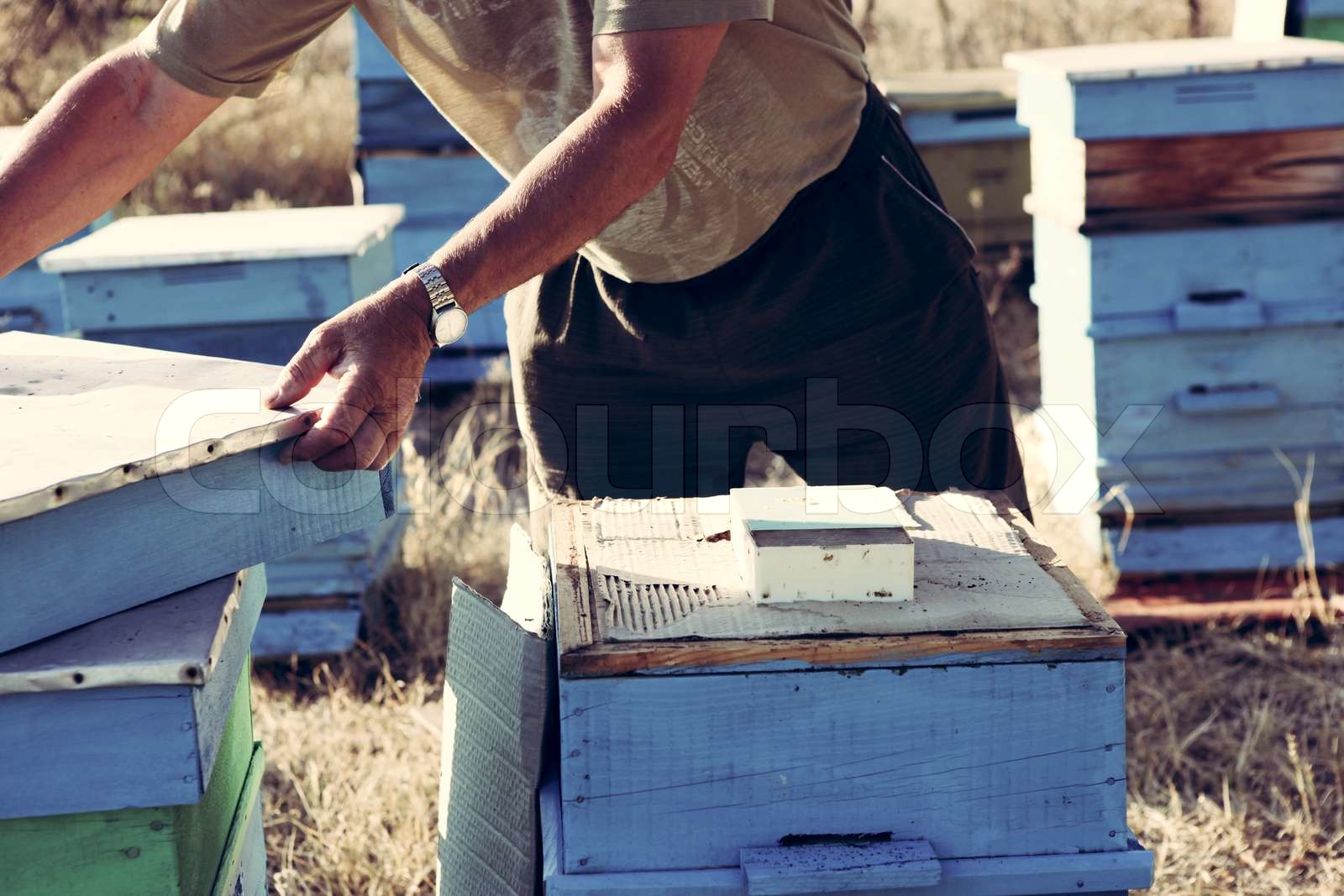 Beekeeper | Stock image | Colourbox