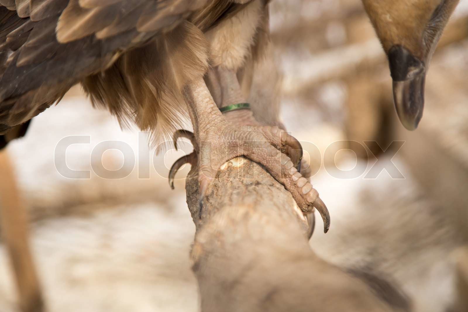 Eagle feet. Close up of eagle sharp feet. | Stock image | Colourbox