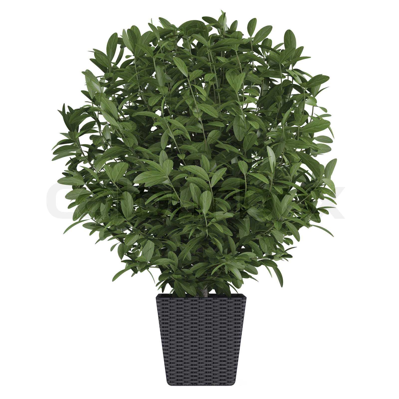 Ball bush in the pot | Stock image | Colourbox