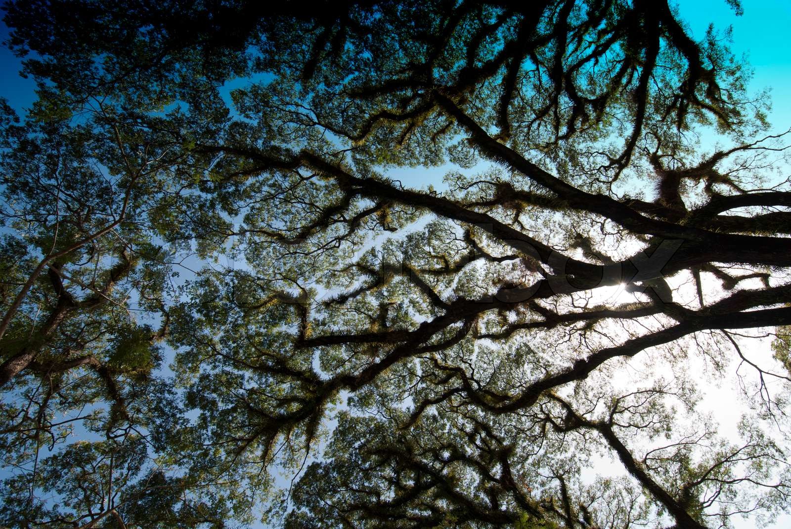 Textures of Bearded Mossman Trees, Australia | Stock image | Colourbox
