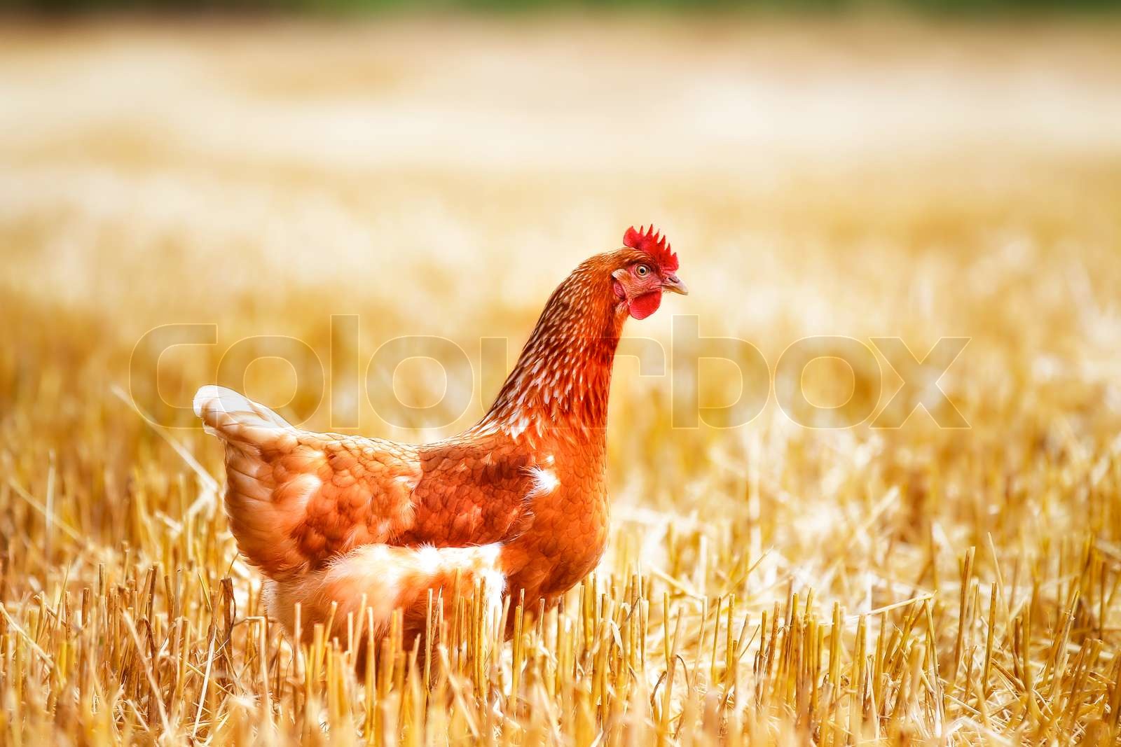 A hen | Stock image | Colourbox