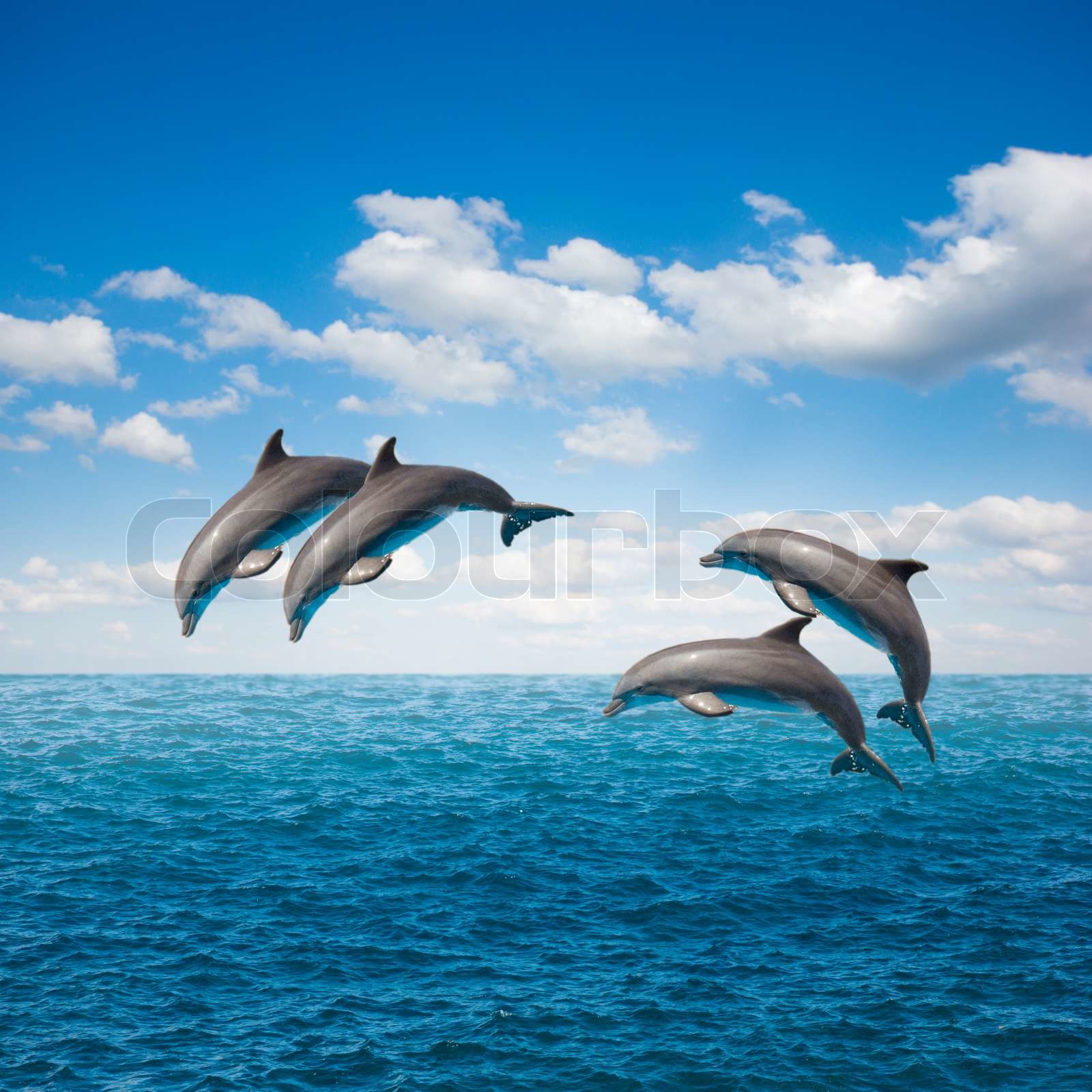 pack of jumping dolphins | Stock image | Colourbox