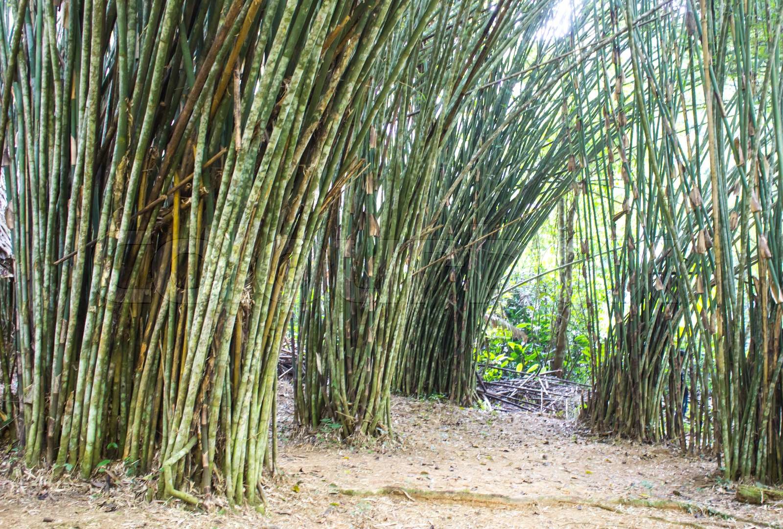 Tropical Rainforest Bengal Bamboo