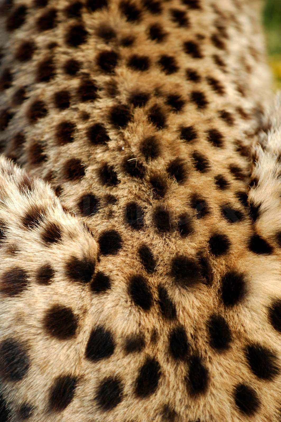 Cheetah | Stock image | Colourbox