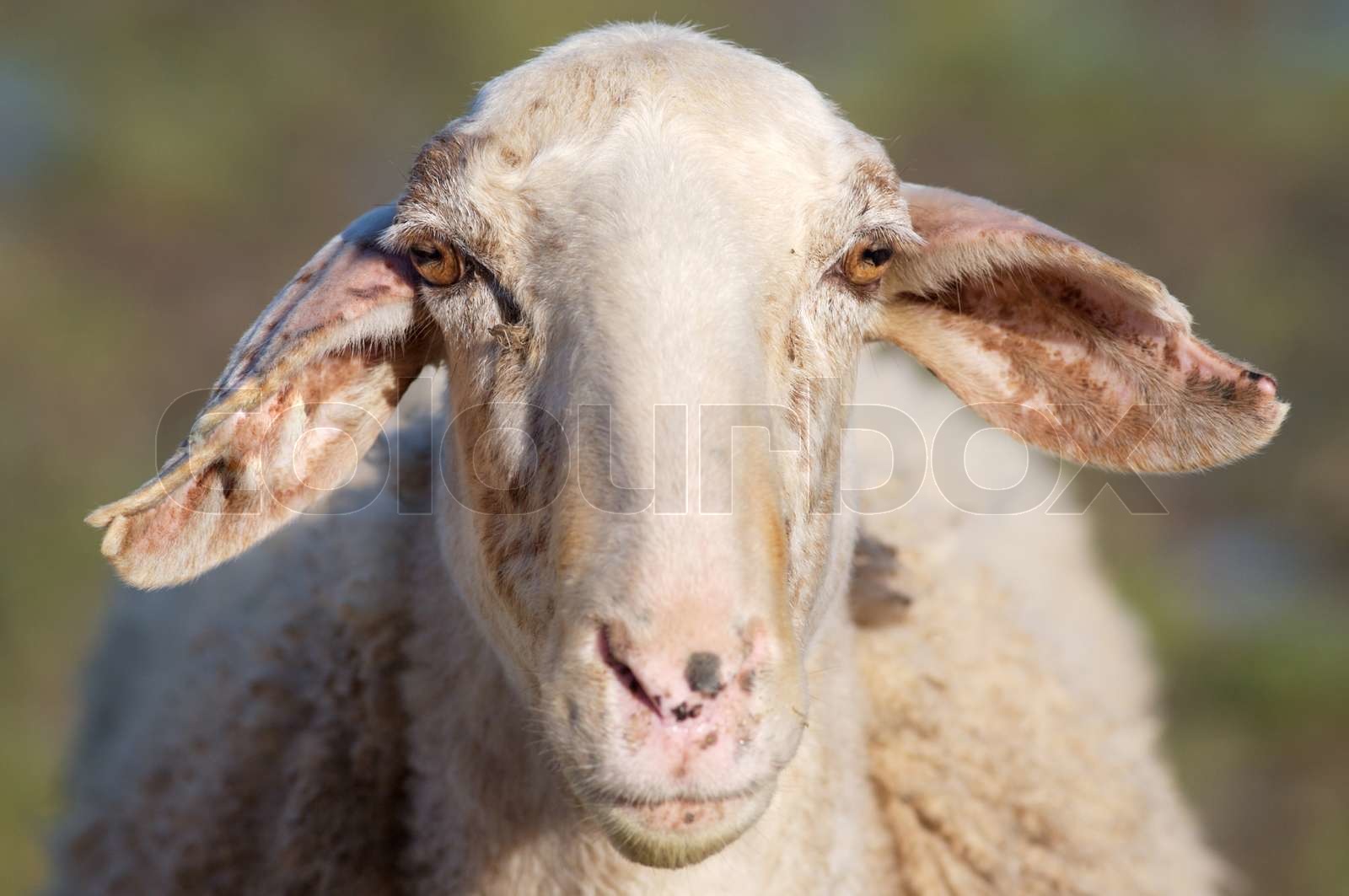 Portrait of sheep | Stock image | Colourbox