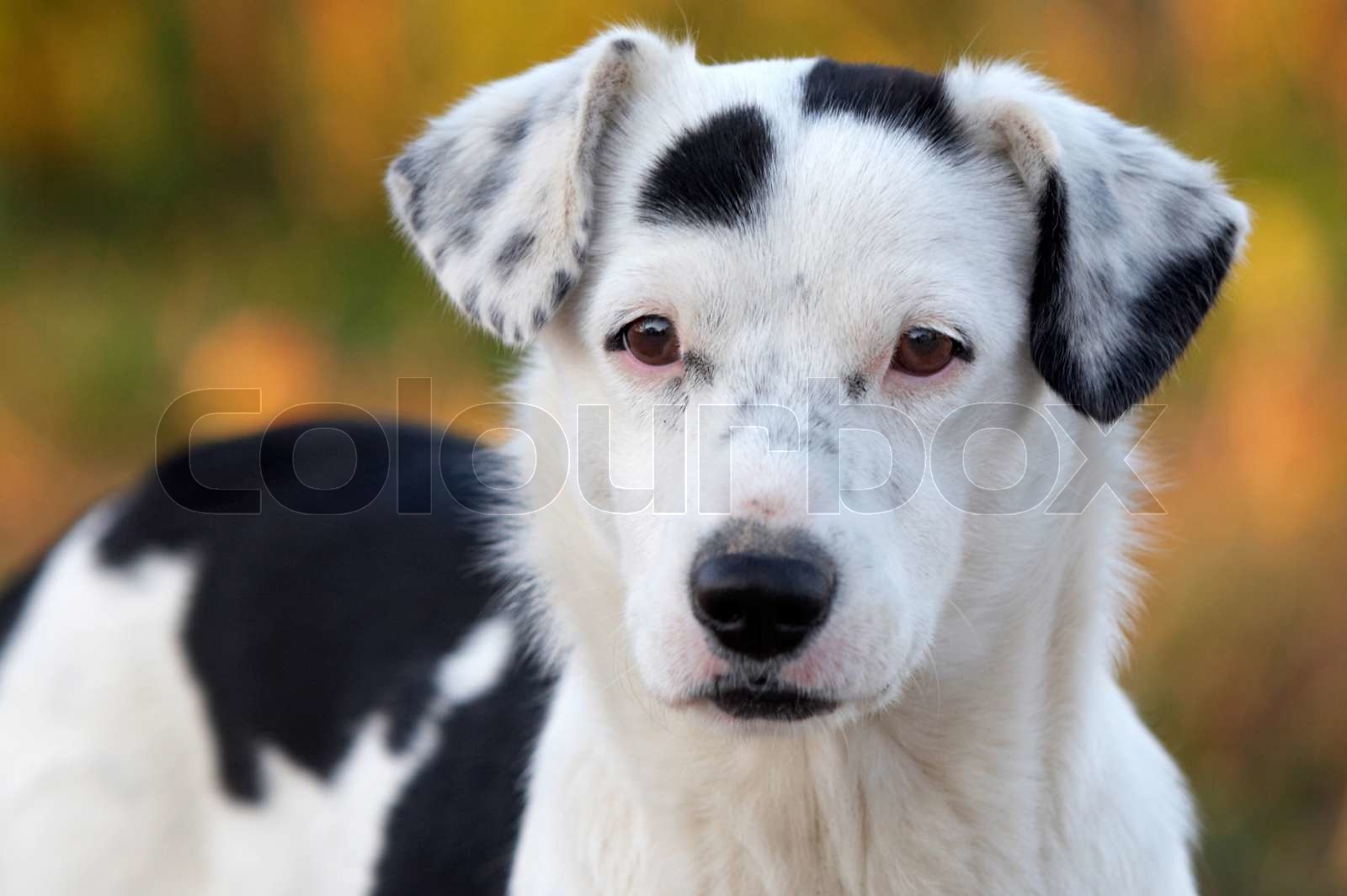 dog | Stock image | Colourbox