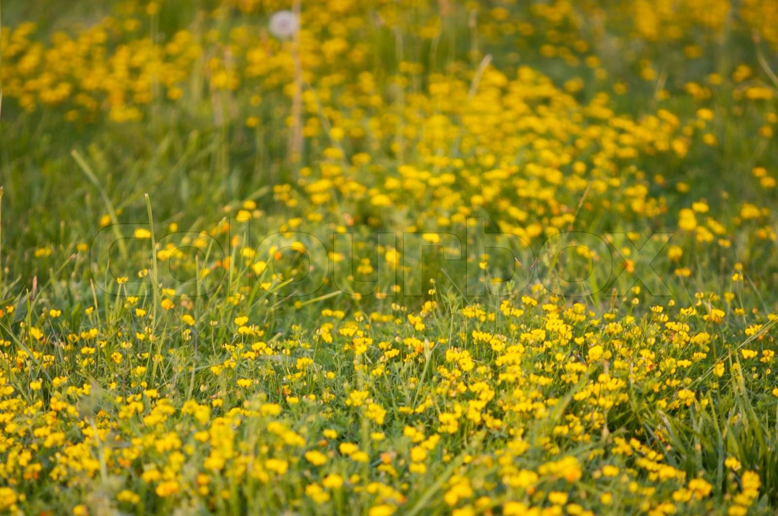 Grass Texture Stock Image Colourbox