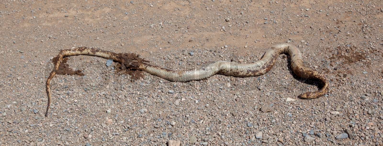 Roadkill - Horned Adder snake on a gravel road | Stock image | Colourbox