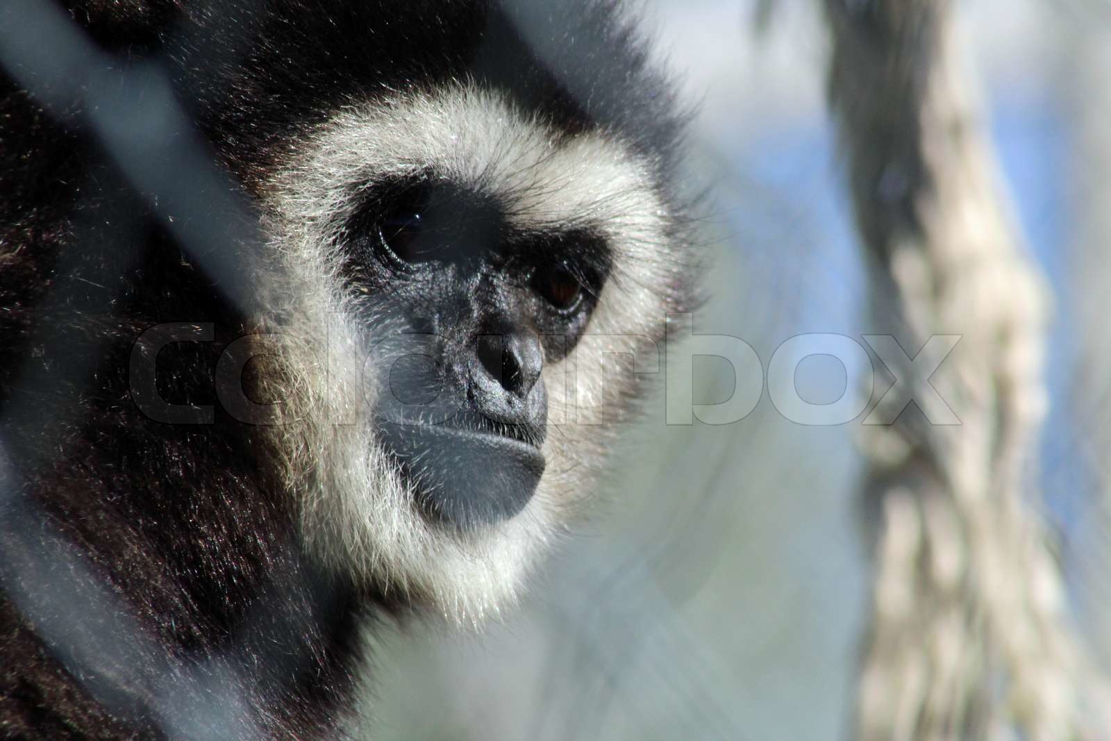 zoo, monkey, gibbon | Stock image | Colourbox