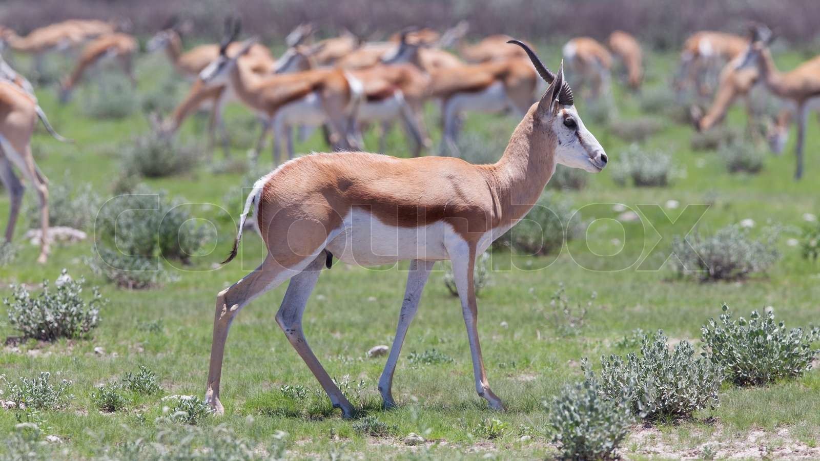 Springbok antelope (Antidorcas marsupialis) | Stock image | Colourbox