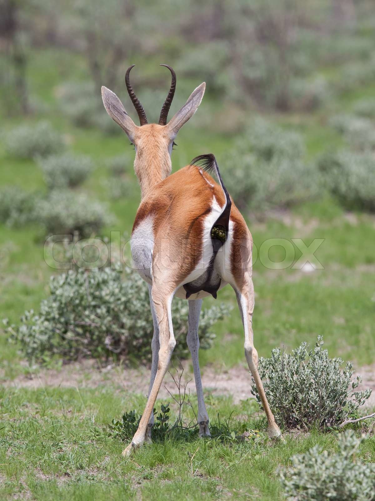 Springbok antelope (Antidorcas marsupialis) pooping | Stock image ...