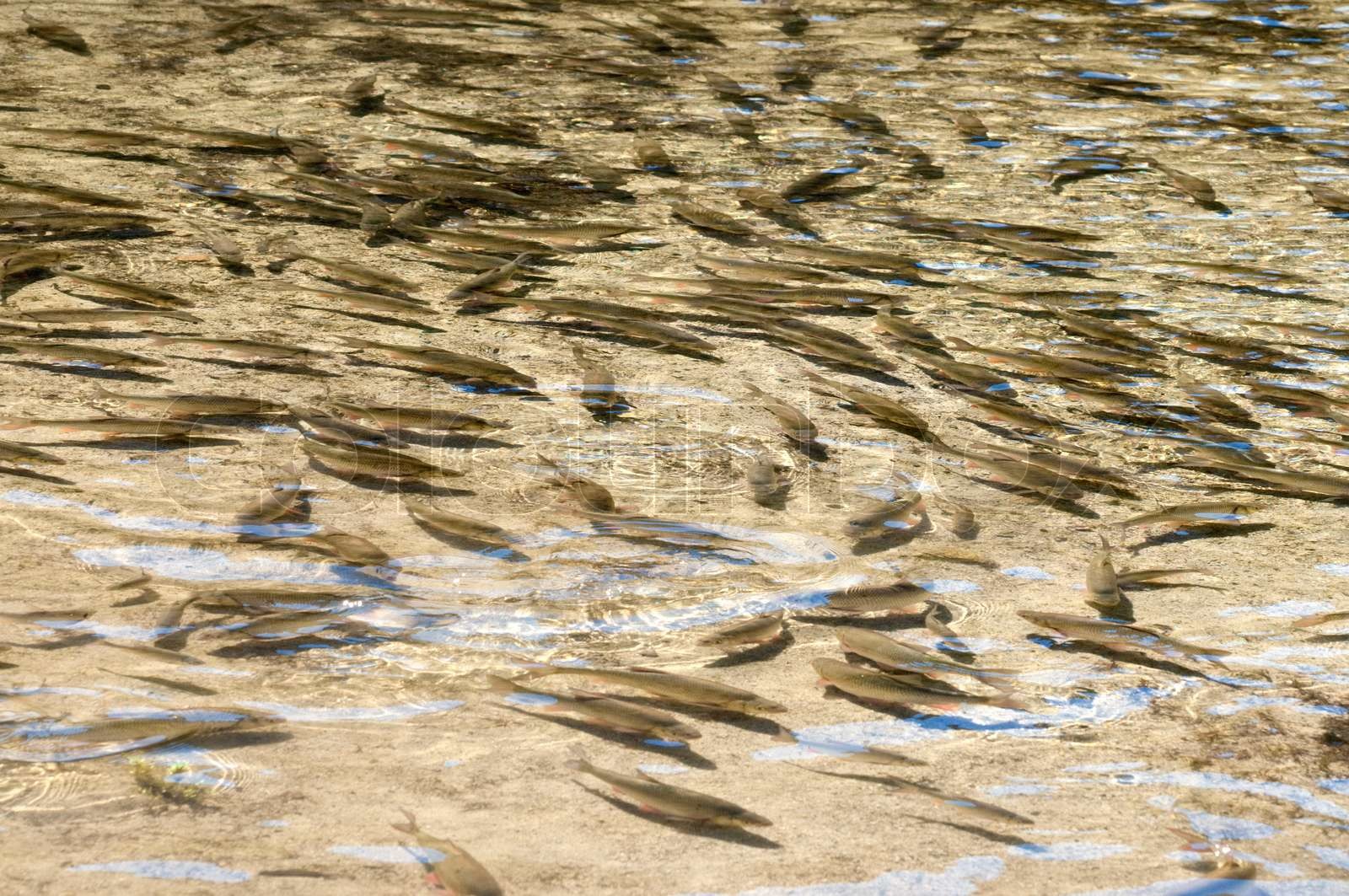 Flock of freshwater fish | Stock image | Colourbox