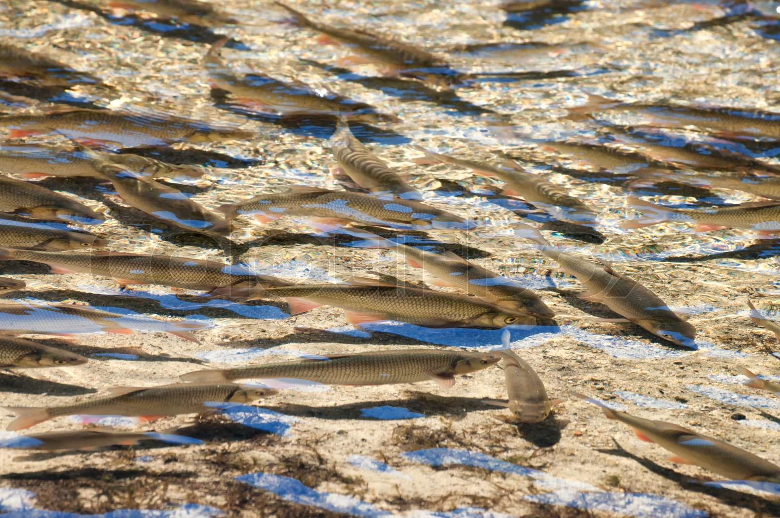 Flock of freshwater fish | Stock image | Colourbox