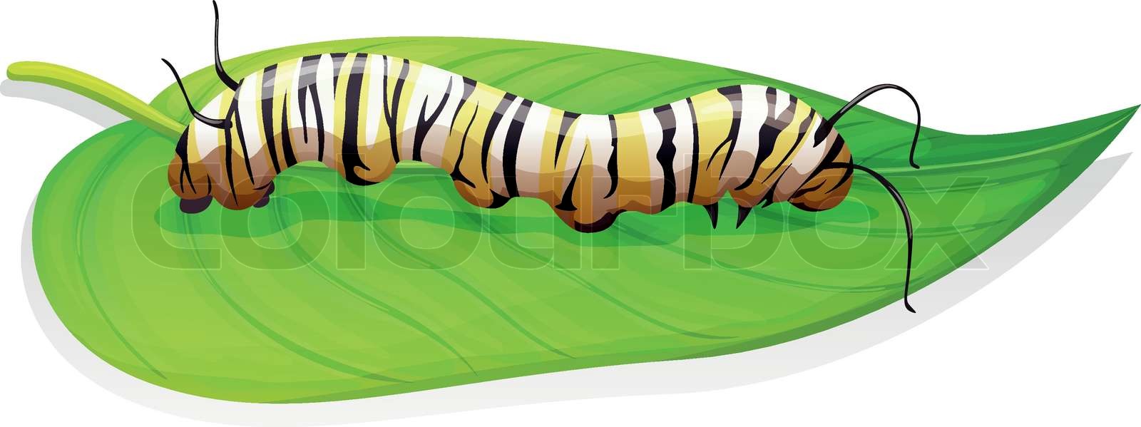 Monarch butterfly - Danaus plexippus - larva stage | Stock vector ...