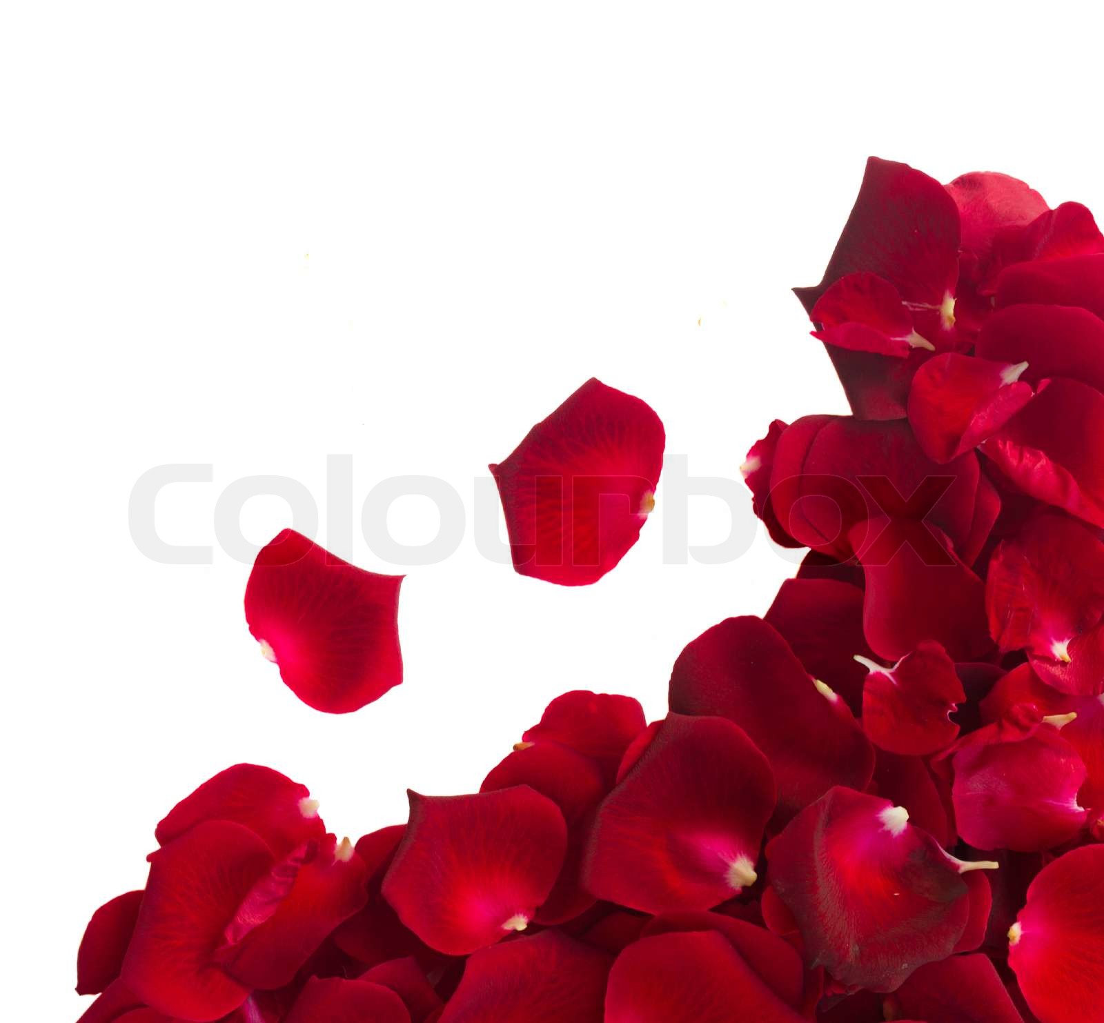 border of rose petals | Stock image | Colourbox