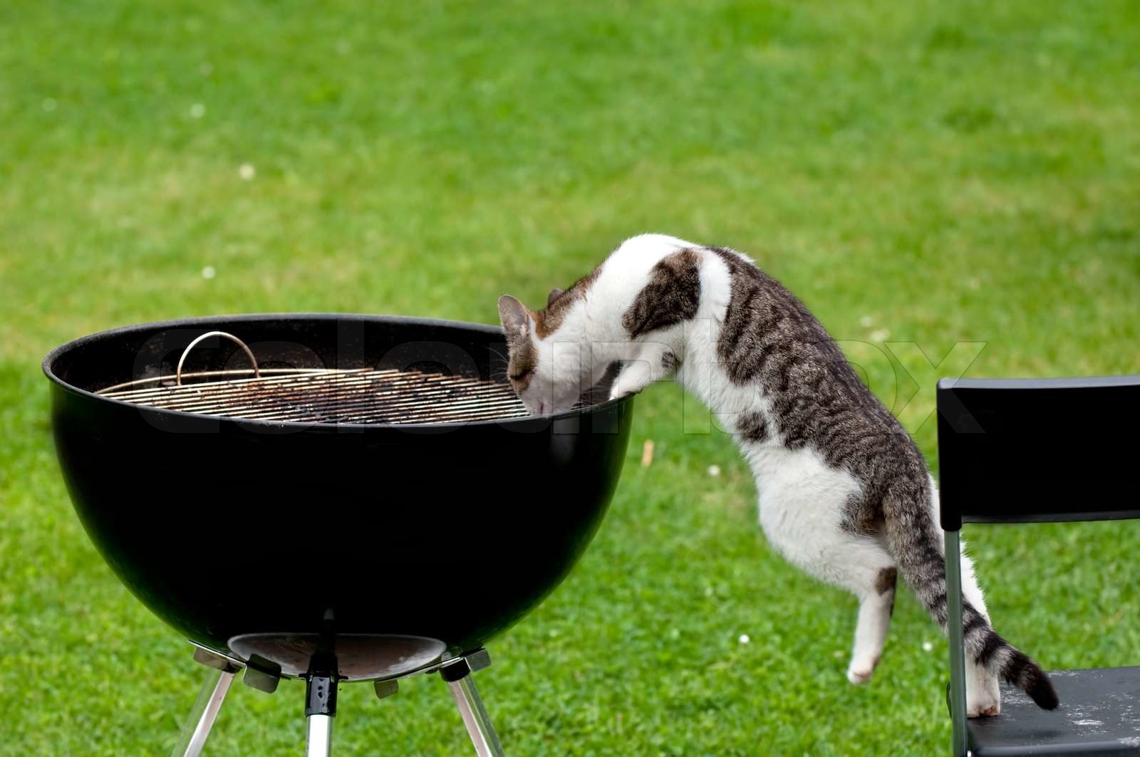 Hungry cat | Stock image | Colourbox