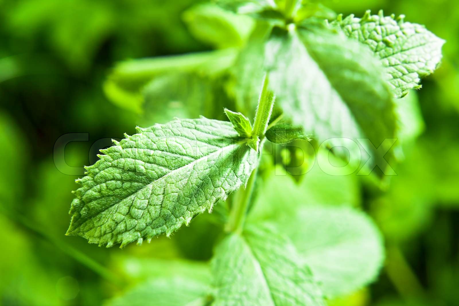 peppermint | Stock image | Colourbox